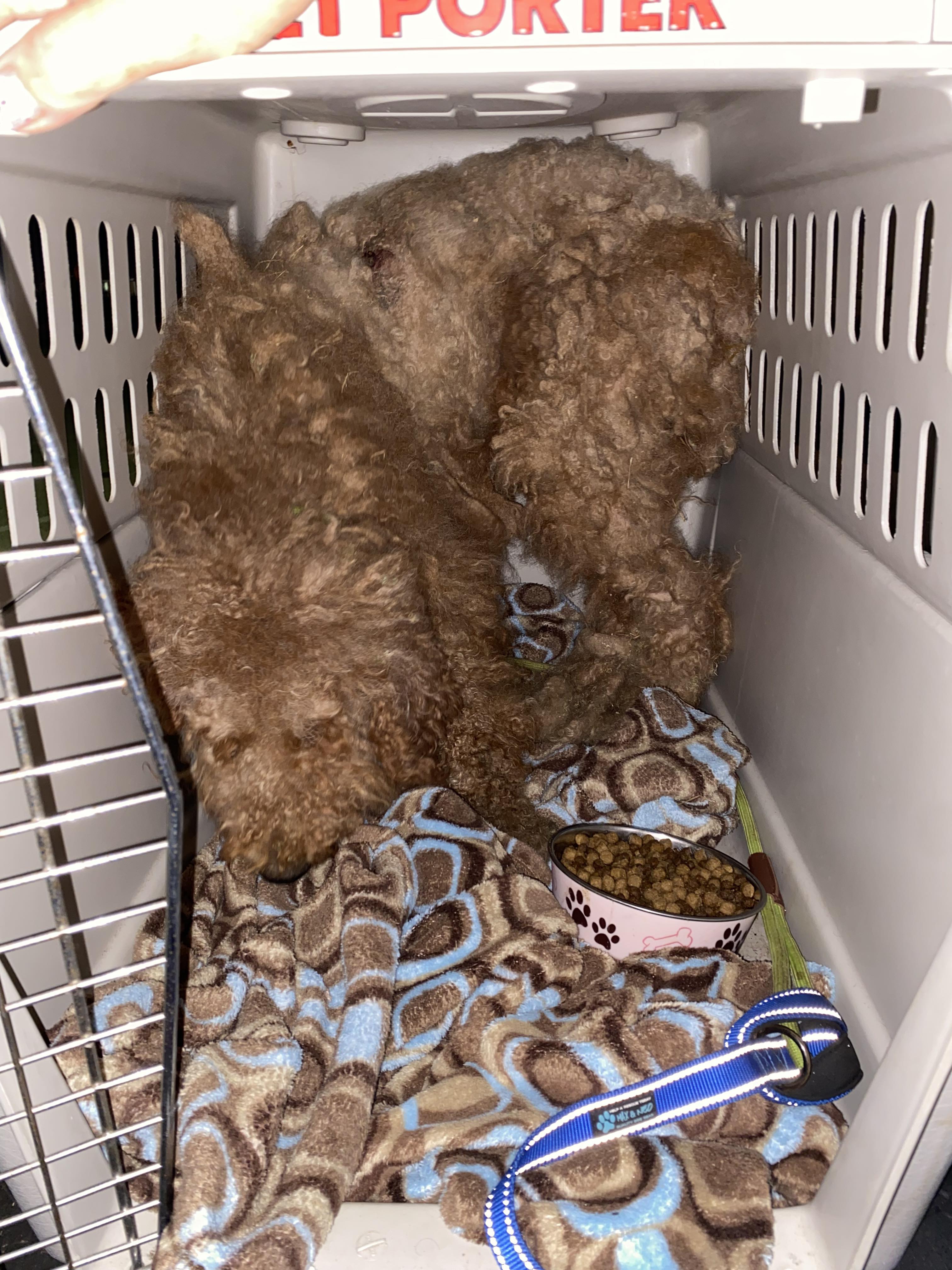 Donate to Brownie Boi | Support animal welfare with CUDDLY