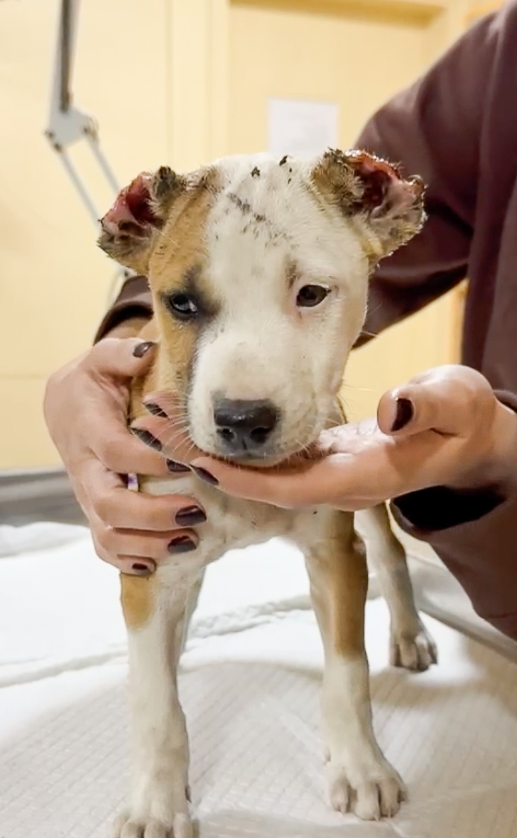 Donate to Tatum | Support animal welfare with CUDDLY
