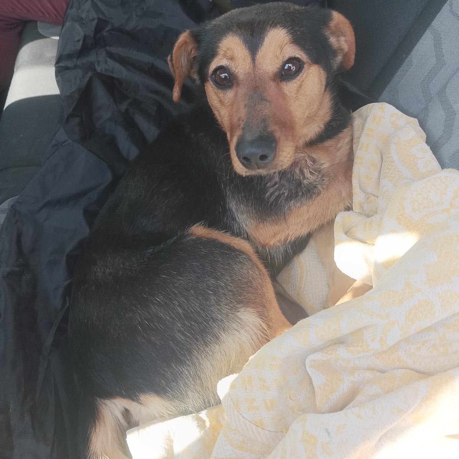 Donate to Fenya | Support animal welfare with CUDDLY