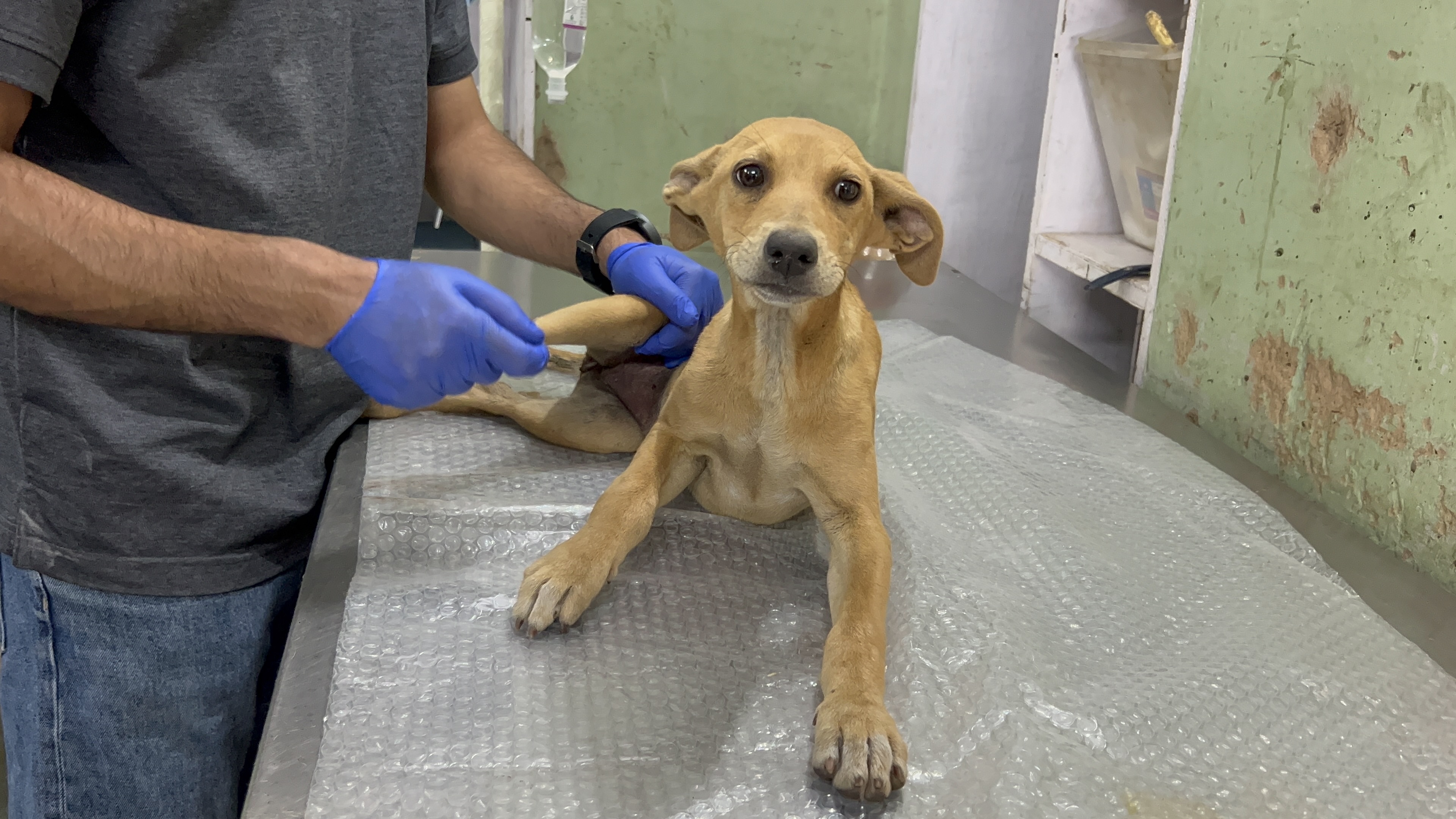 Donate to Poppy | Support animal welfare with CUDDLY