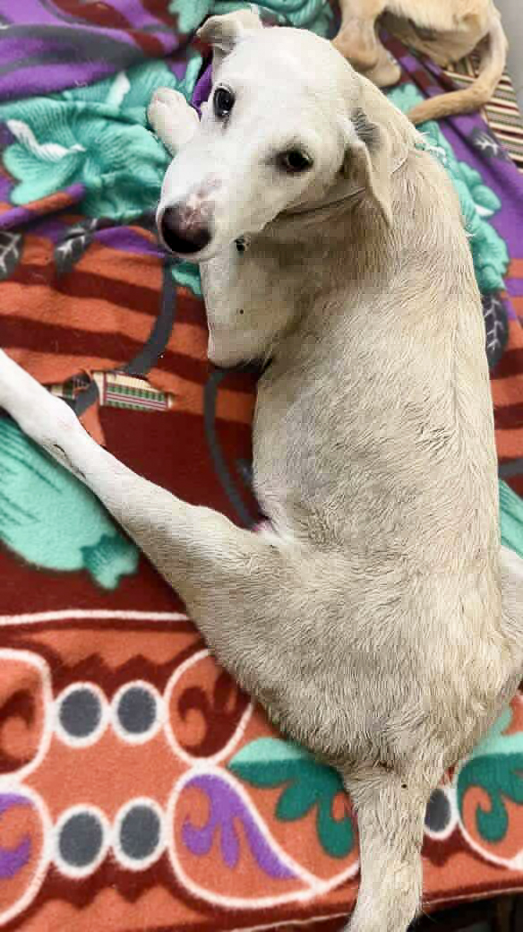 Donate to Fanta | Support animal welfare with CUDDLY