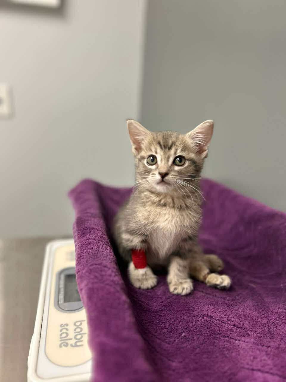 Donate to Dani | Support animal welfare with CUDDLY