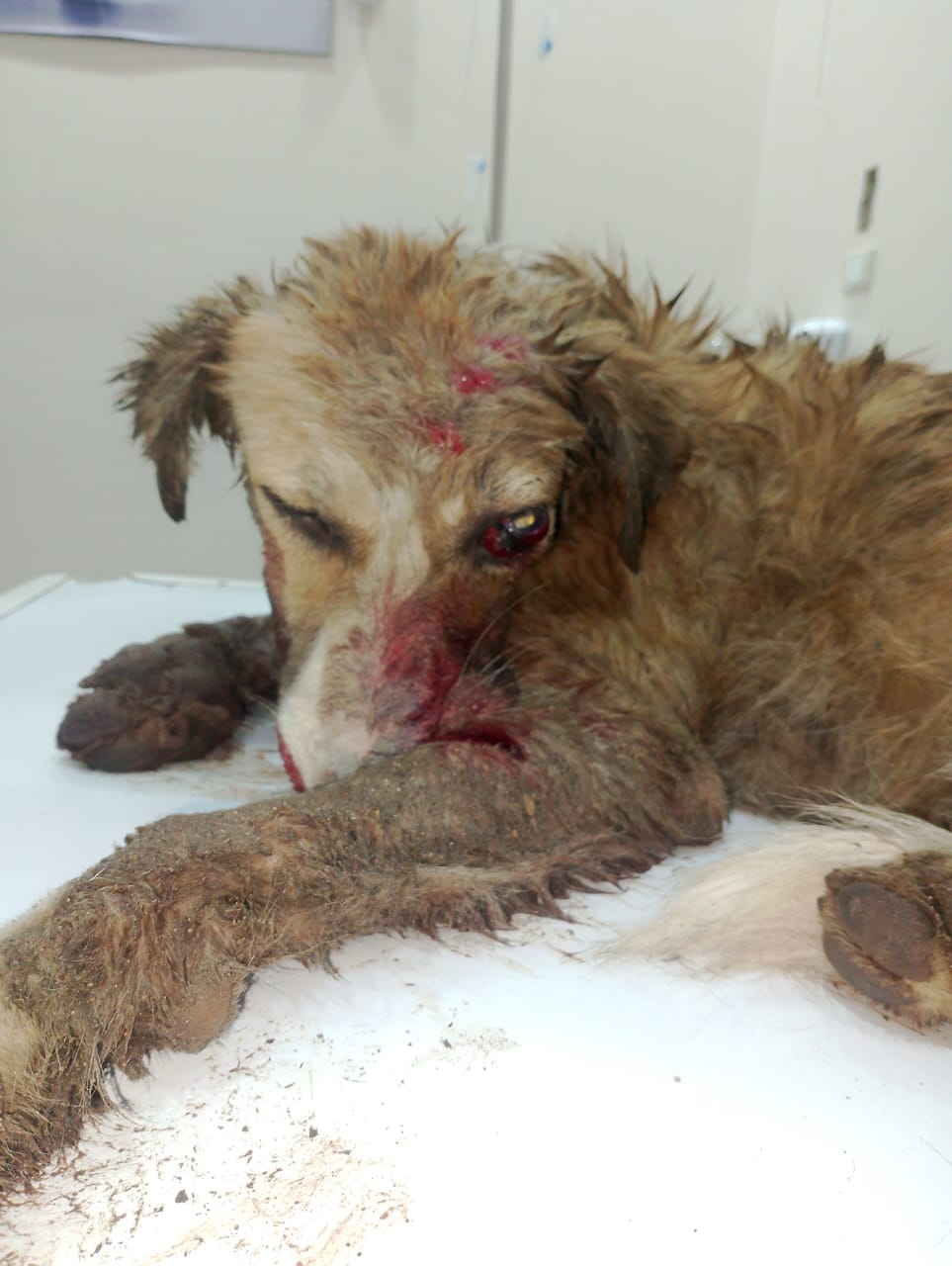 Donate to Barakat | Support animal welfare with CUDDLY