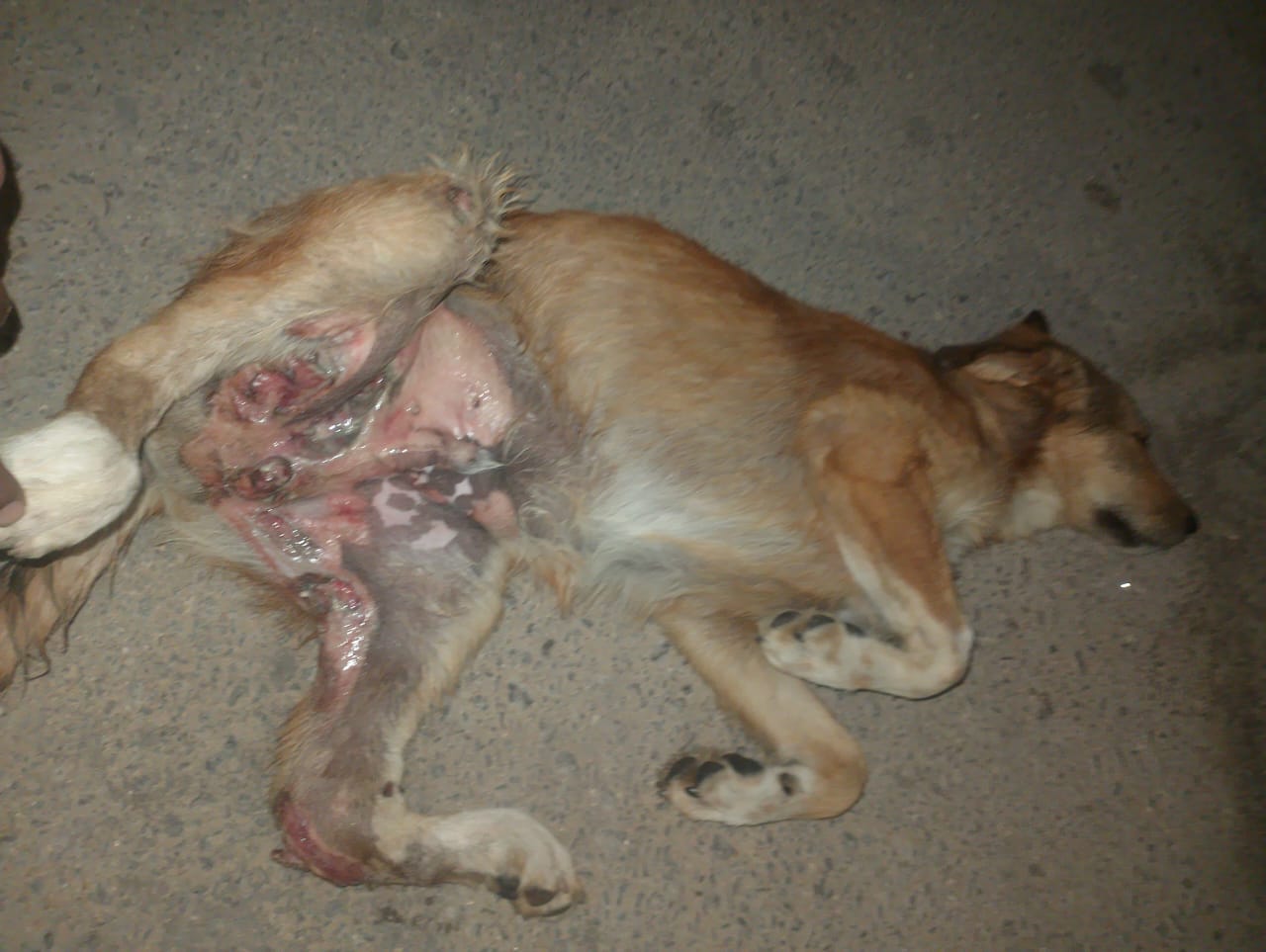 Donate to Maafer | Support animal welfare with CUDDLY