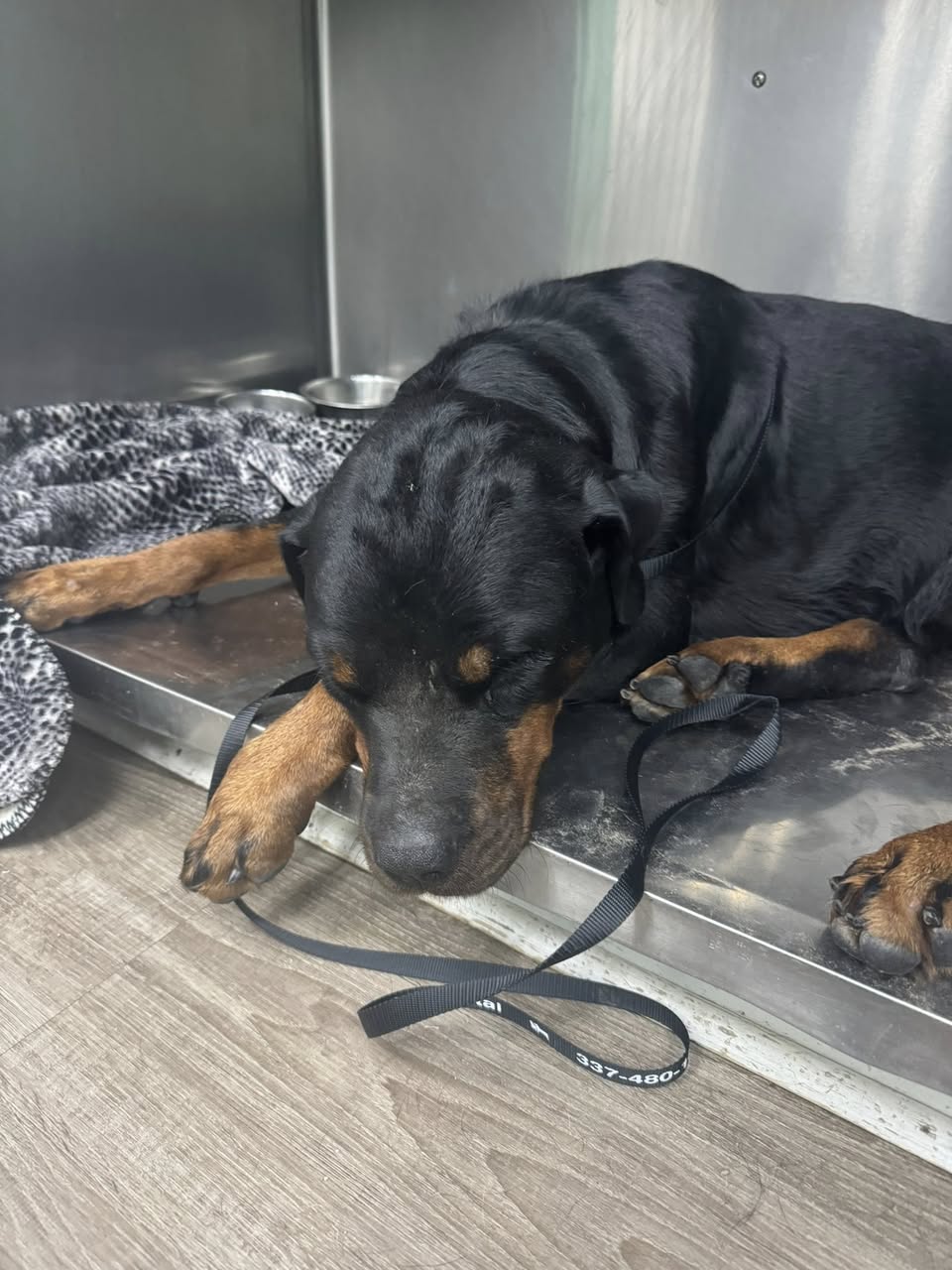 Donate to Patience | Support animal welfare with CUDDLY