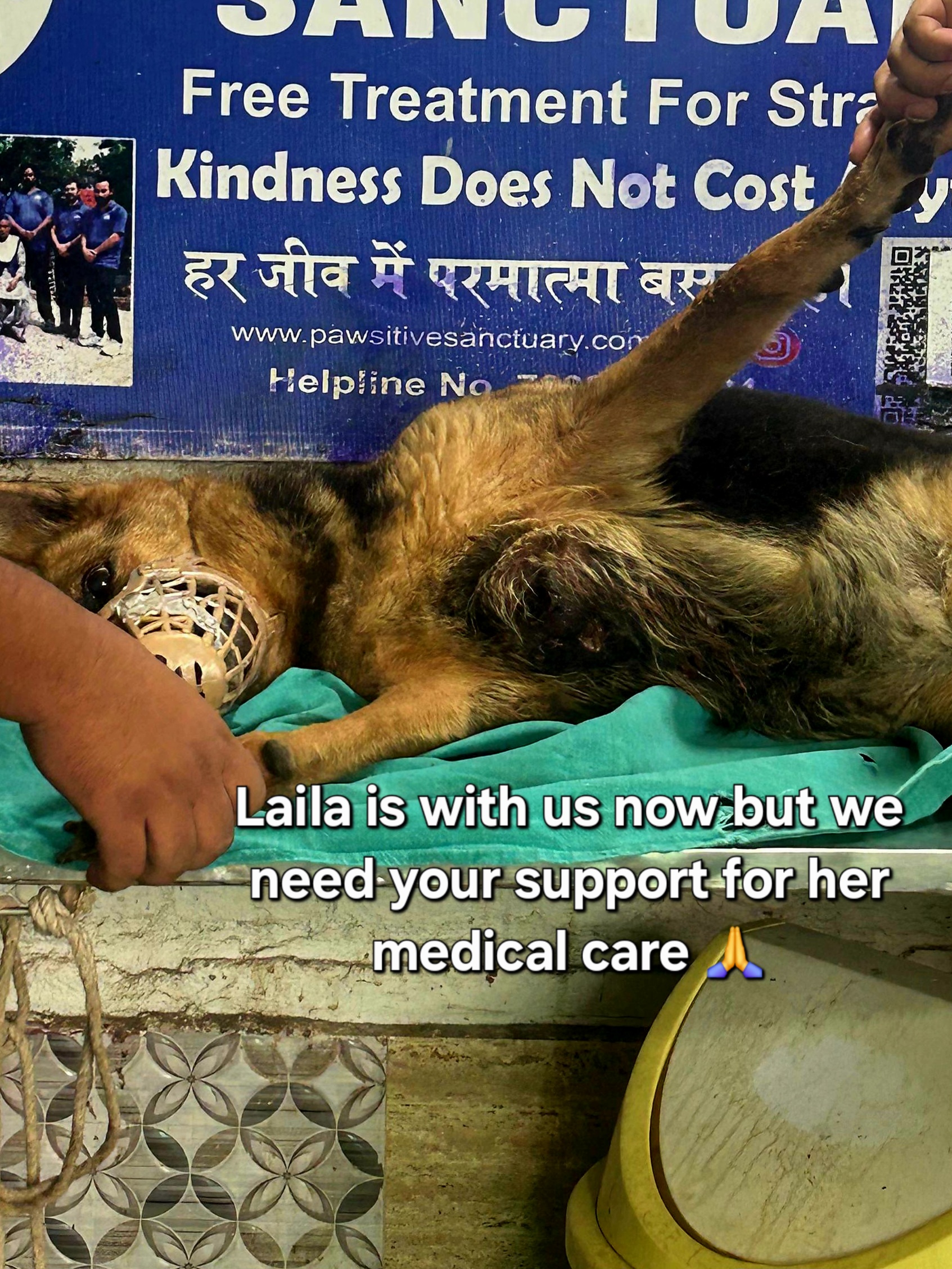 Donate to Laila | Support animal welfare with CUDDLY
