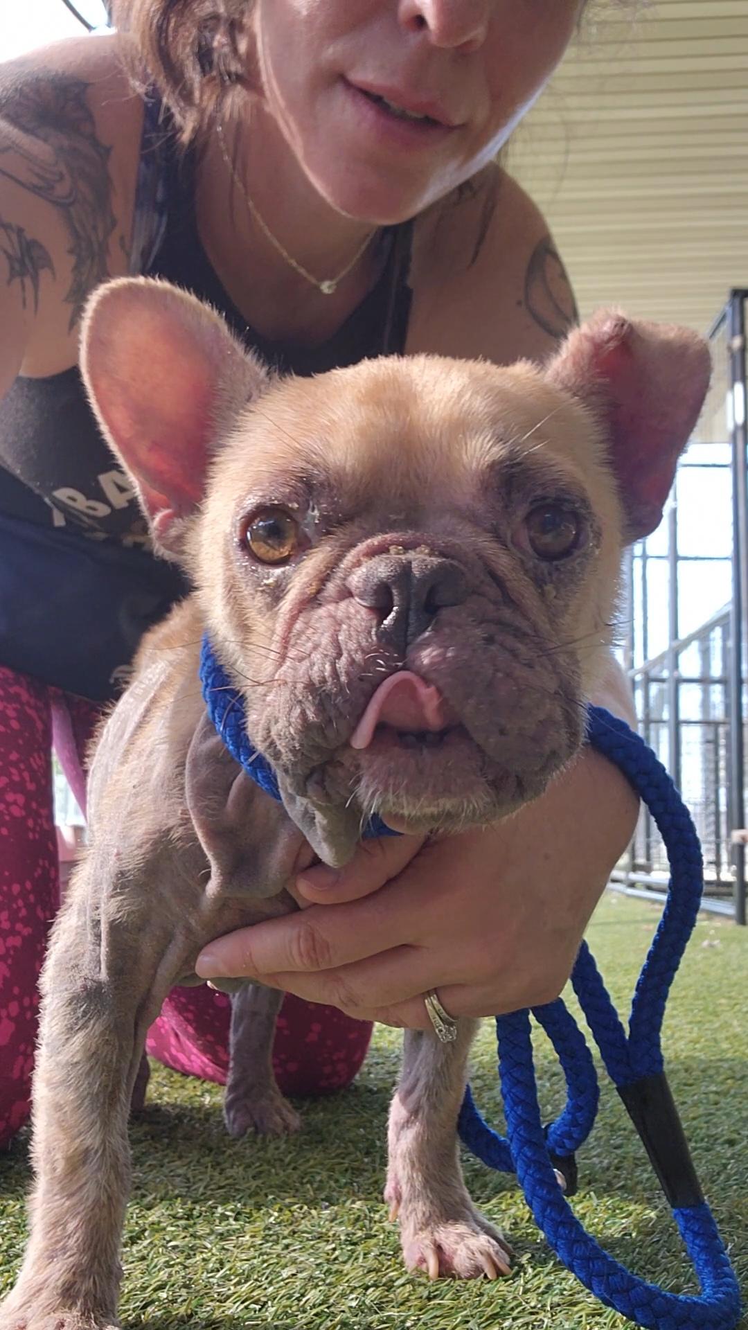 Donate to Joey | Support animal welfare with CUDDLY