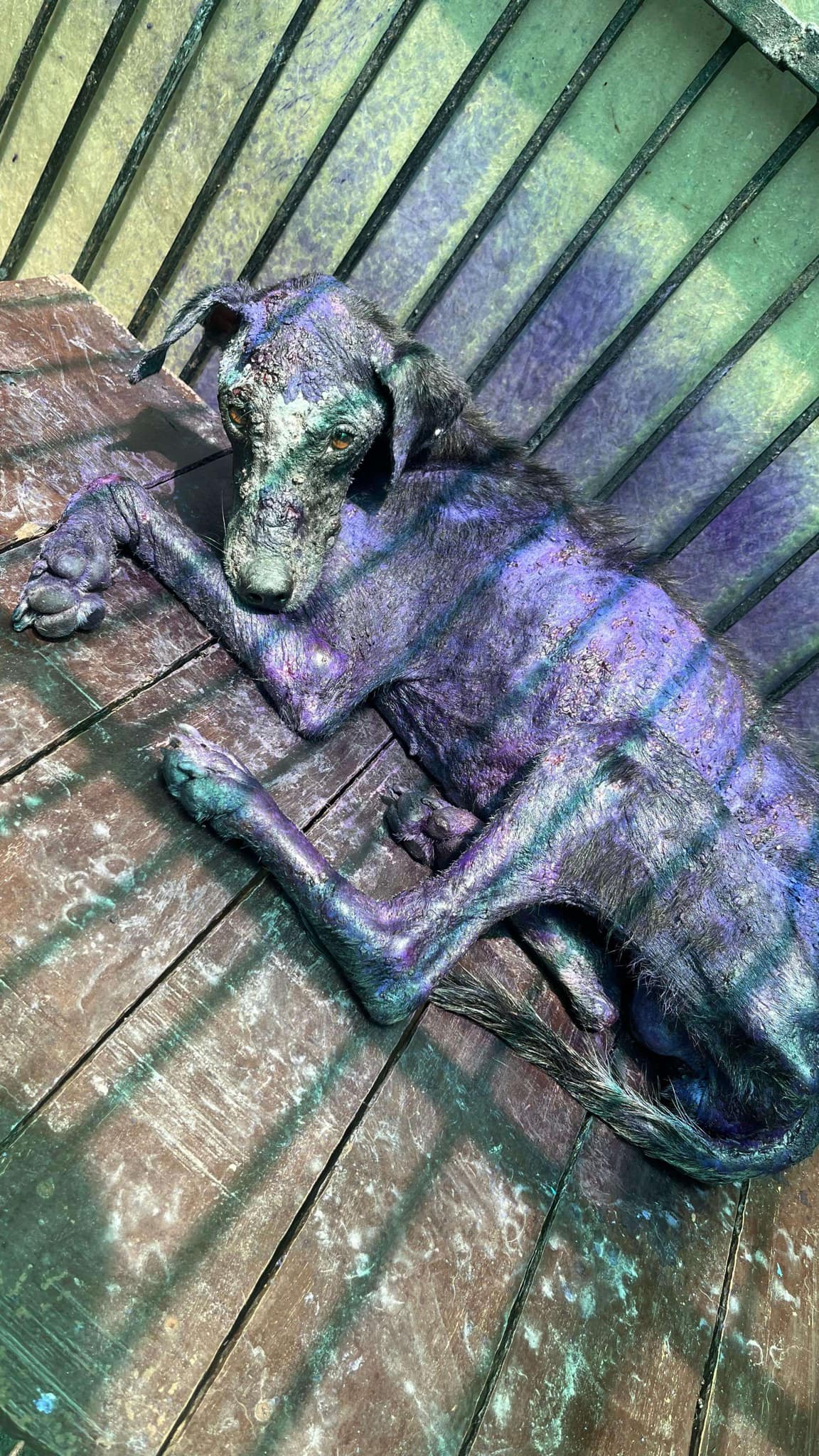 Donate to Zara | Support animal welfare with CUDDLY