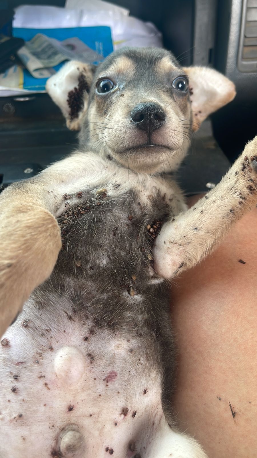 Donate to Grissy | Support animal welfare with CUDDLY