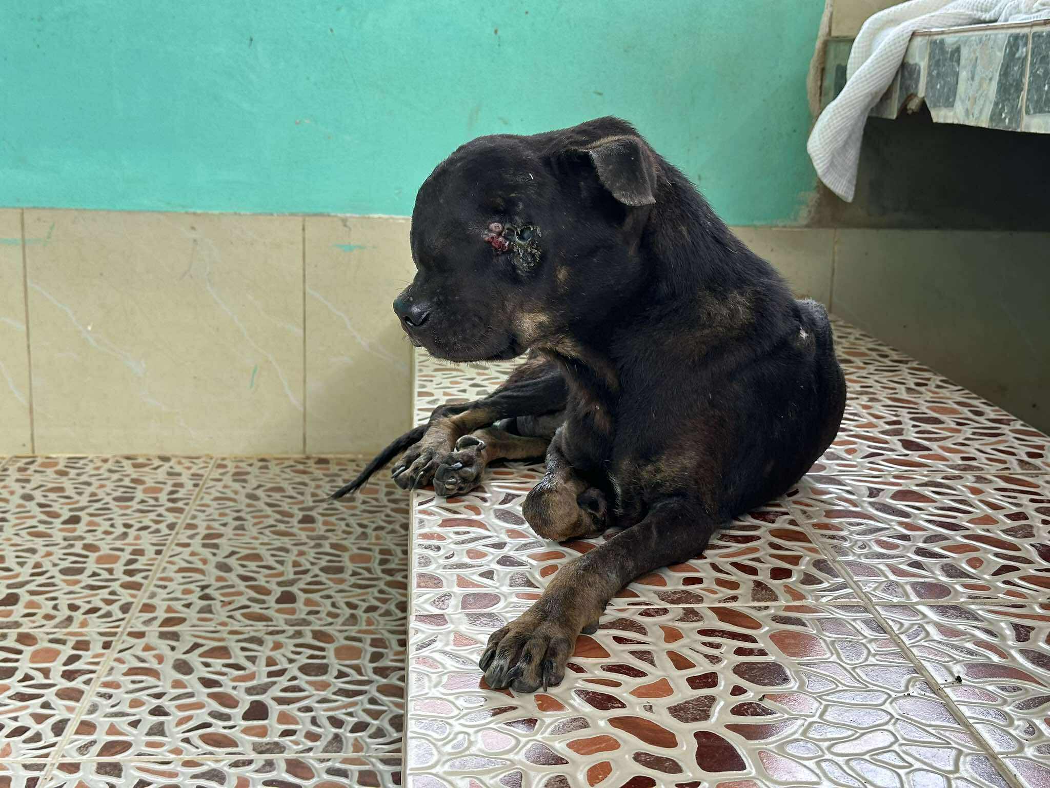 Donate to Pao-Pao | Support animal welfare with CUDDLY