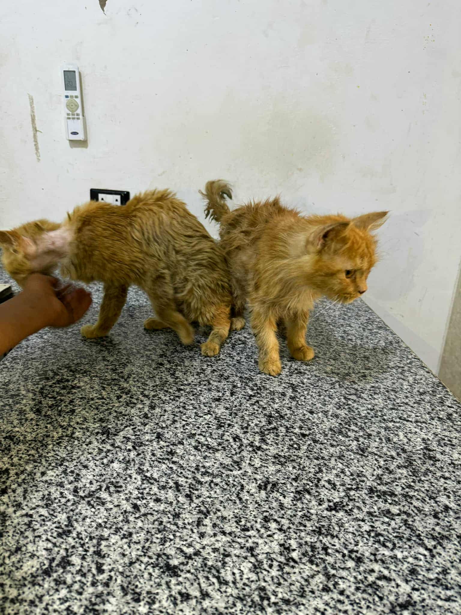 Donate to Cheeto & Cheddar | Support animal welfare with CUDDLY