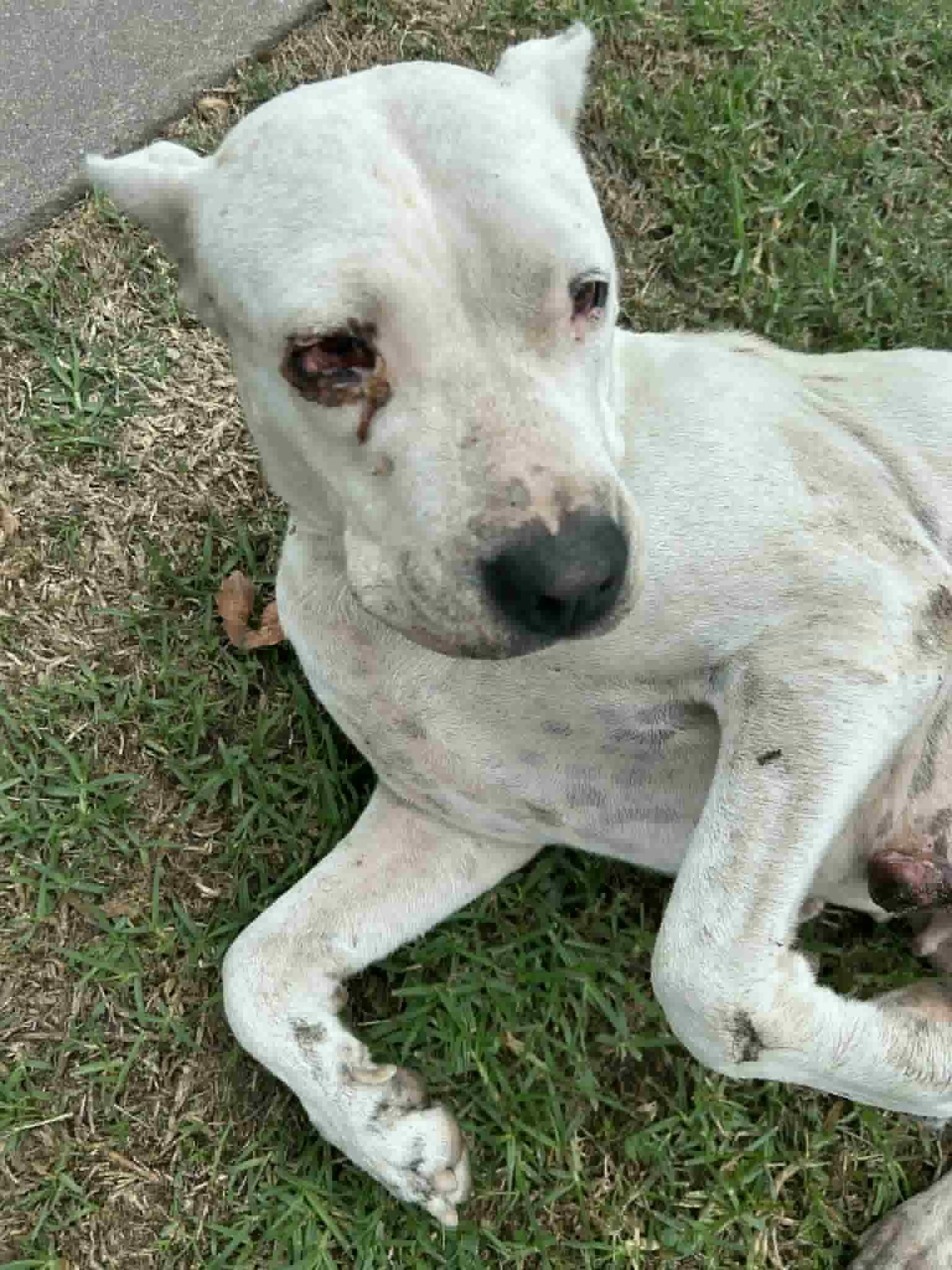 Donate to Dodger Girl | Support animal welfare with CUDDLY