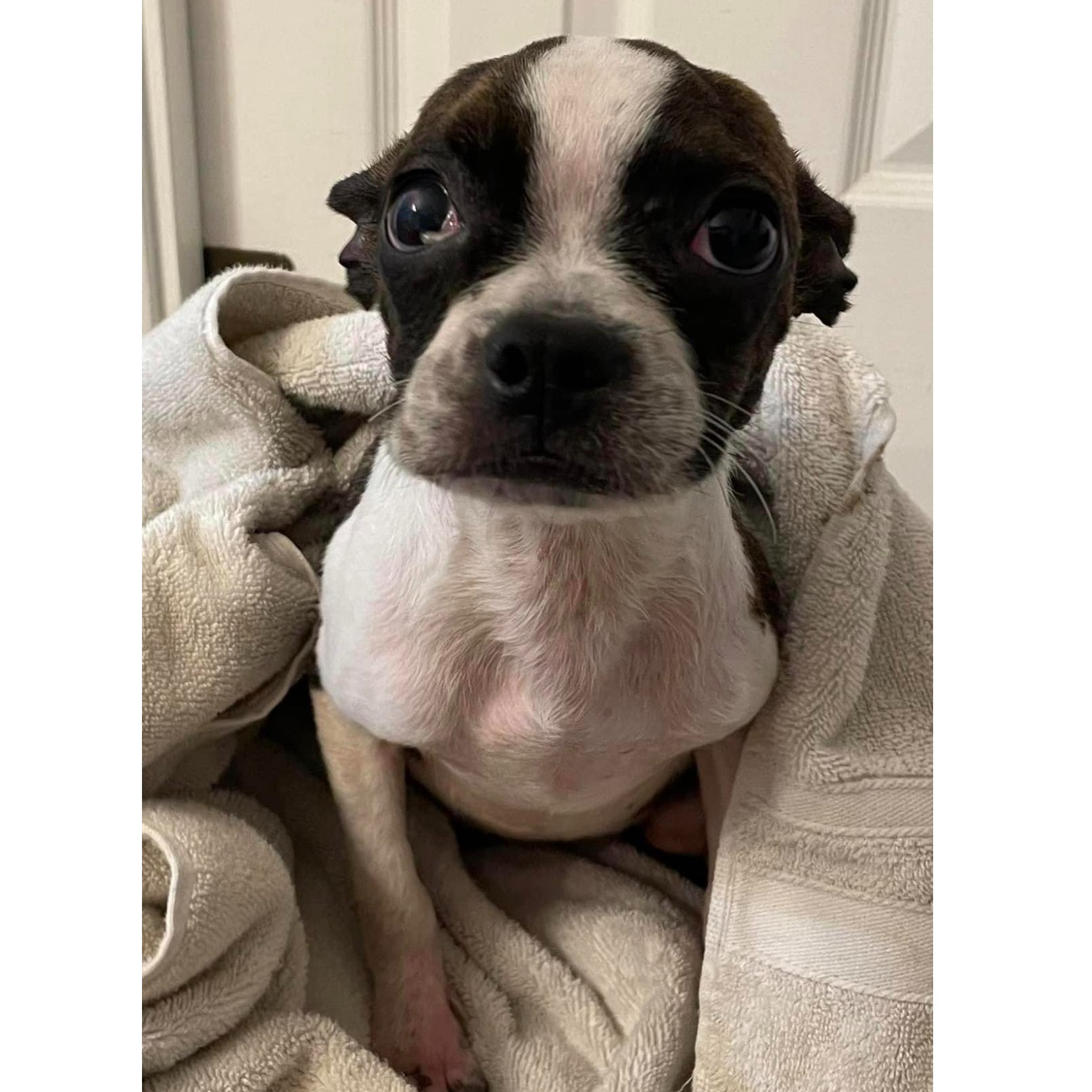 Donate to Penelope | Support animal welfare with CUDDLY