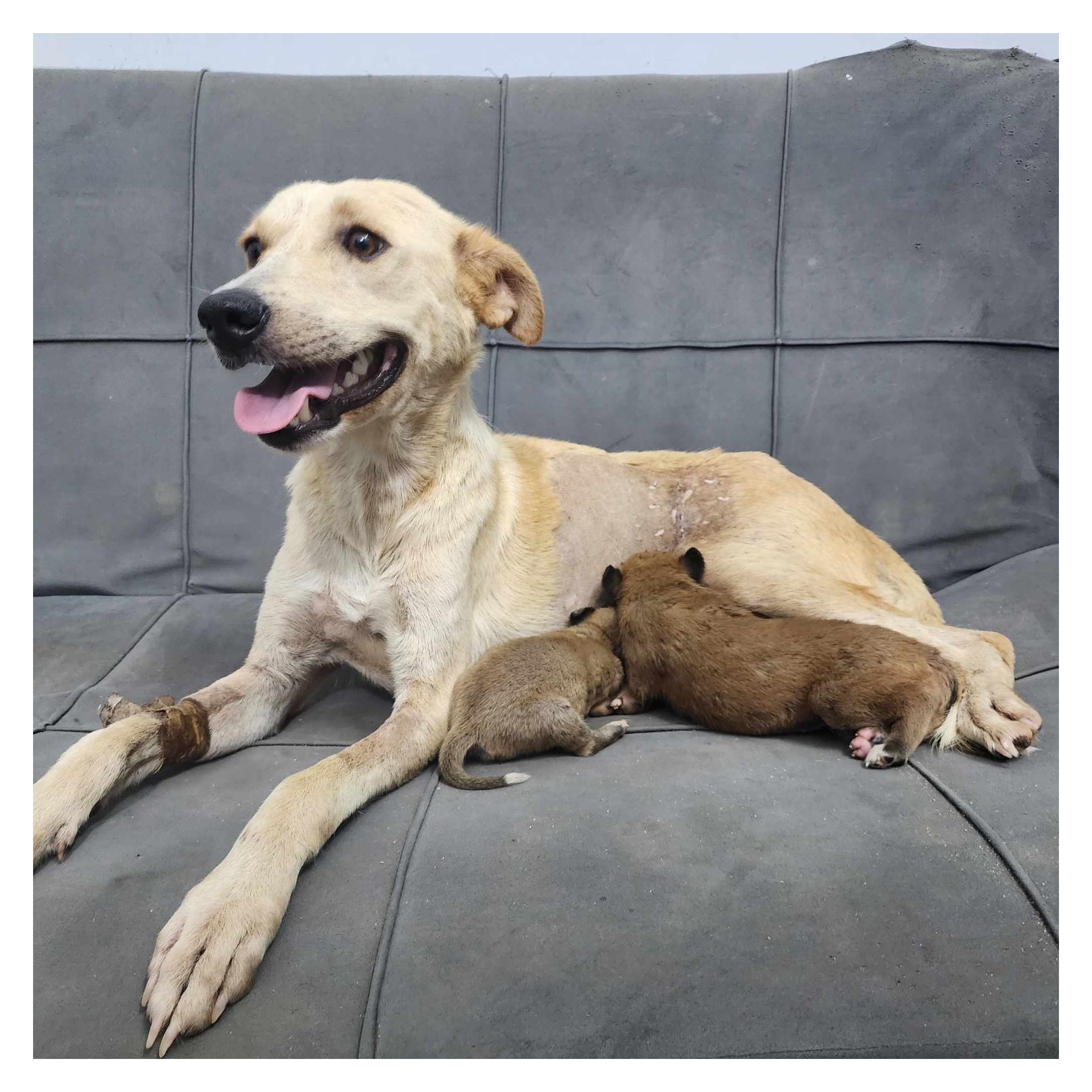 American Cairo Animal Rescue Foundation | CUDDLY