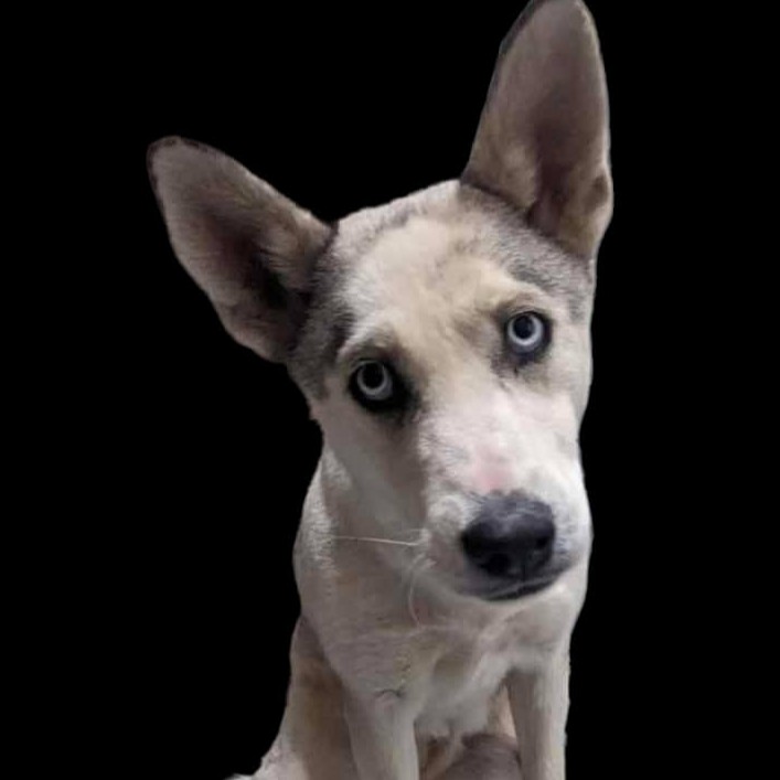 Donate to The Big Mutt Network | Support animal welfare with CUDDLY