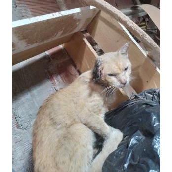 Donate to Severely injured cat | Support animal welfare with CUDDLY