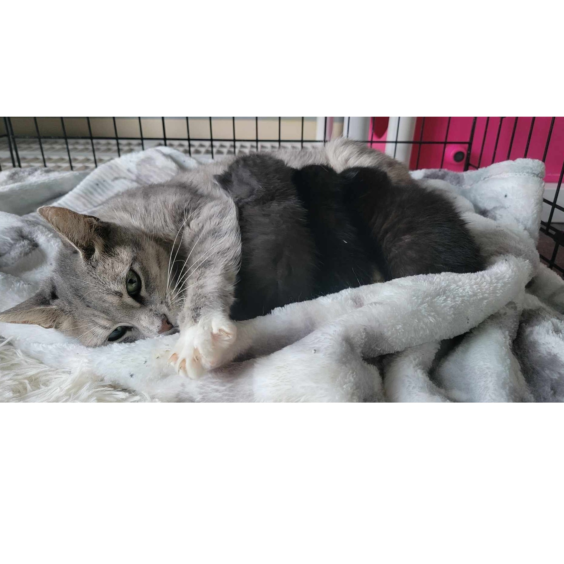 Donate to Barbie | Support animal welfare with CUDDLY