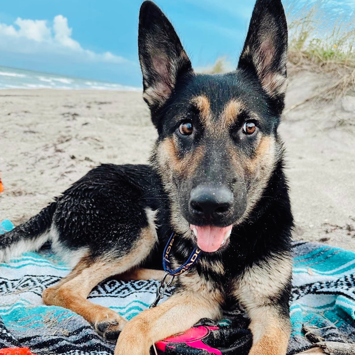 Donate to Isla one year old German shepherd | Support animal welfare ...