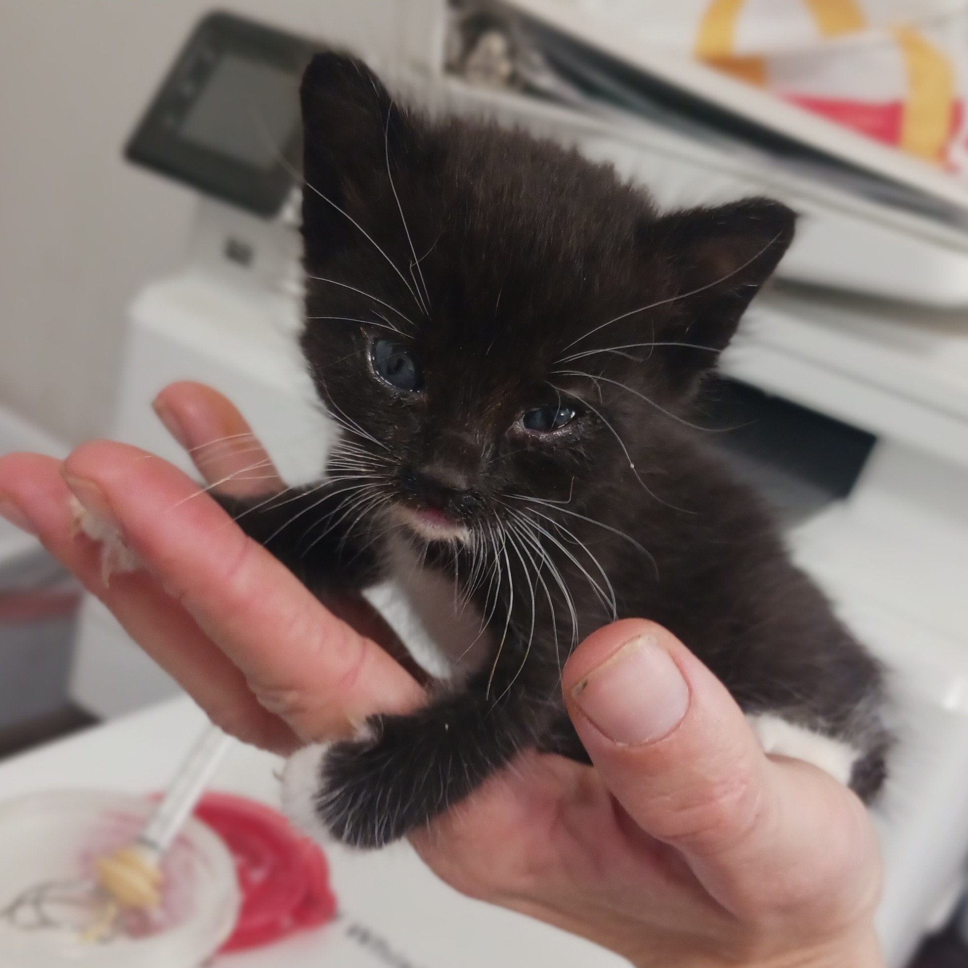 Donate to Lilliput | Support animal welfare with CUDDLY