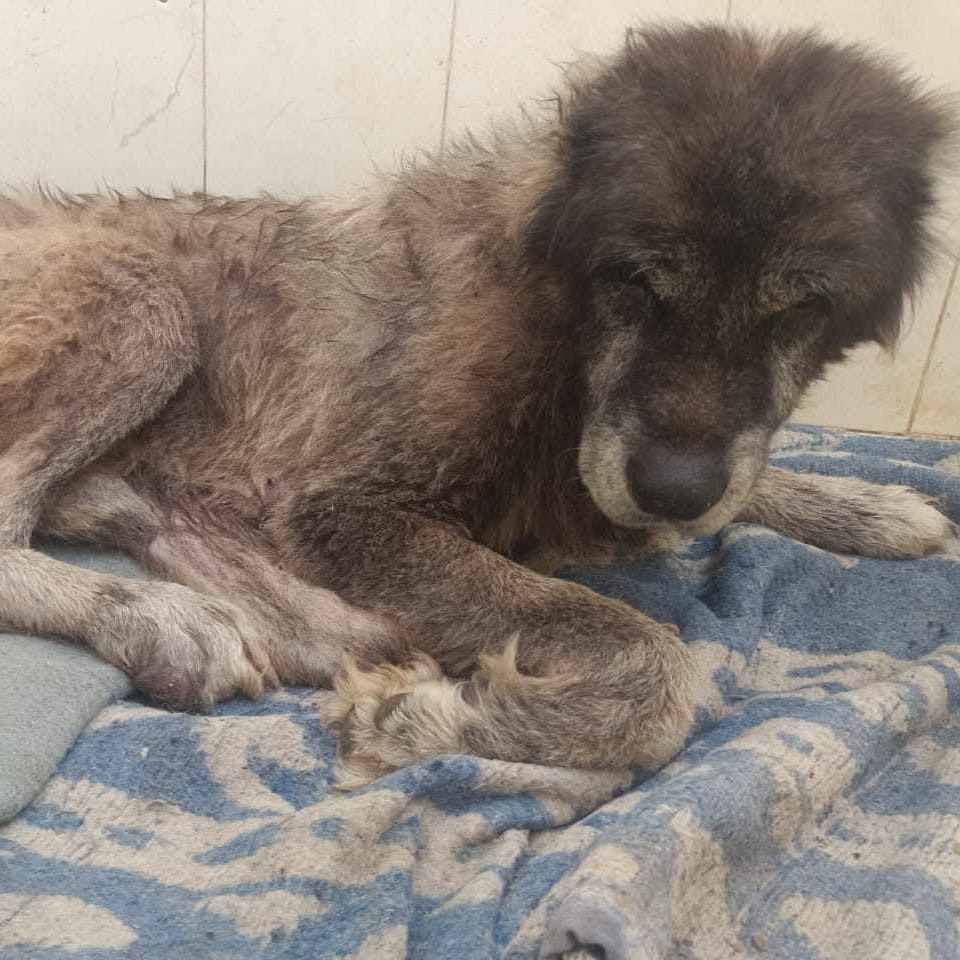 Donate to Lucas | Support animal welfare with CUDDLY