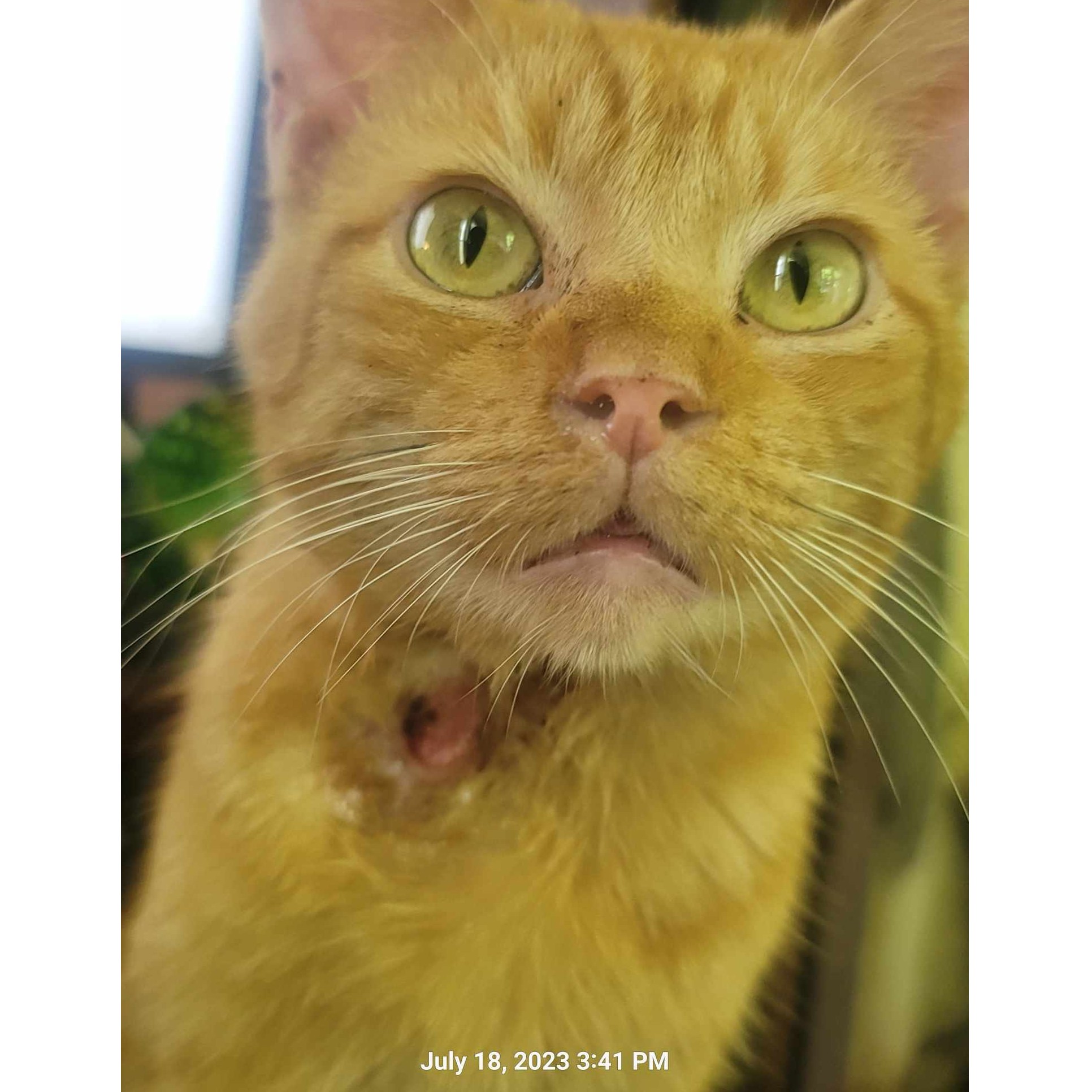 Donate to Colony Cats in Danger | Support animal welfare with CUDDLY