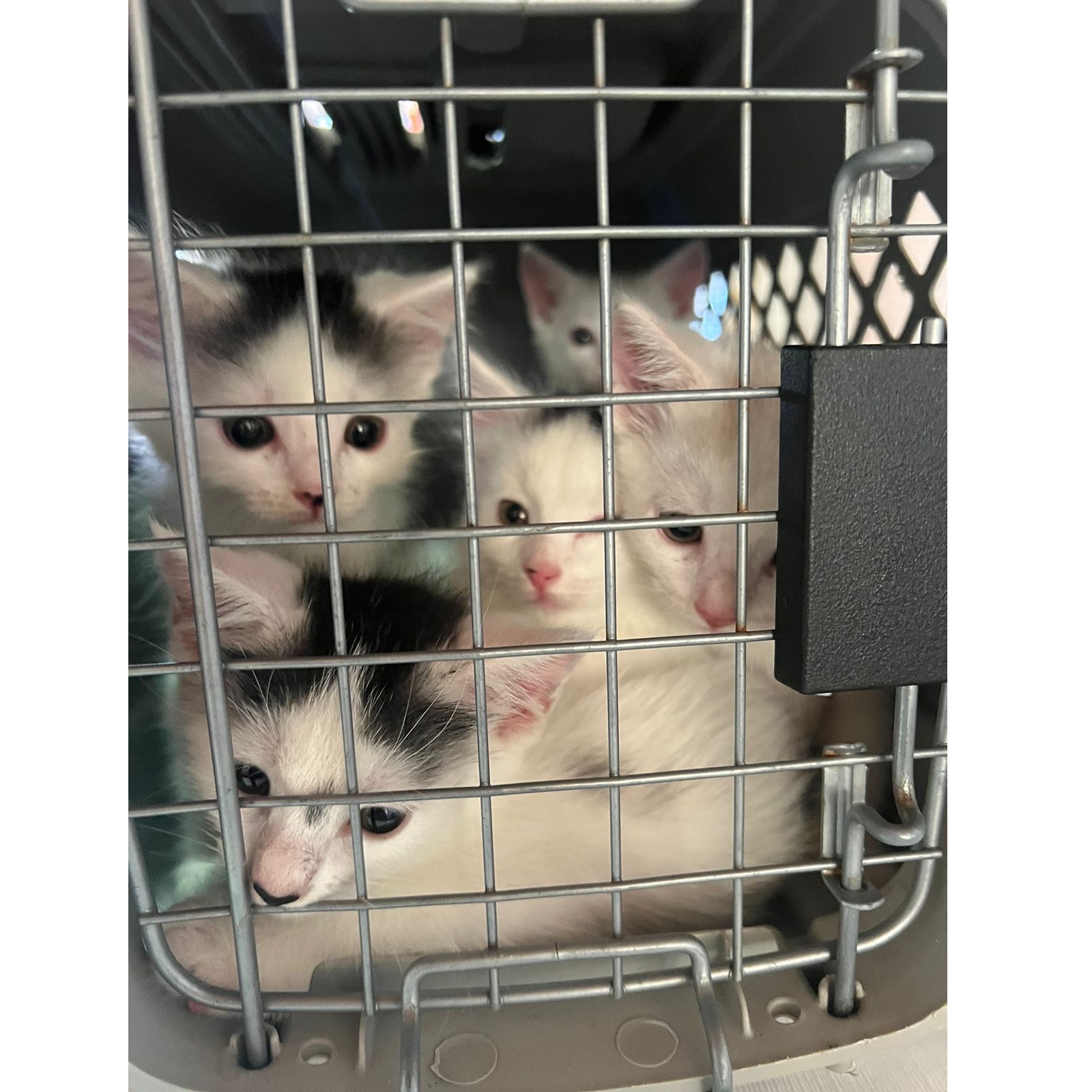 Donate to Forgotten & Neglected Cats | Support animal welfare with CUDDLY