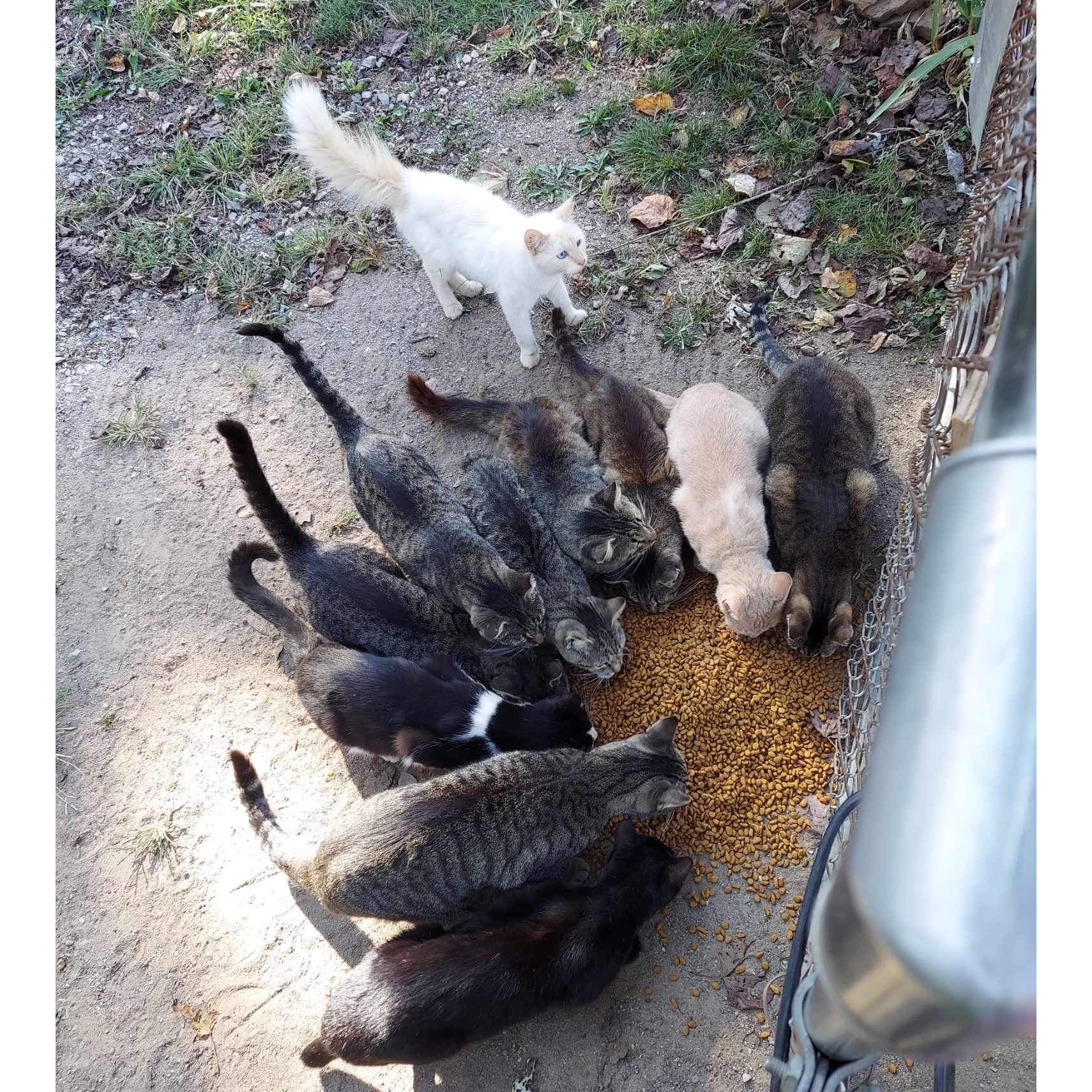 Donate to Food Needed Immediately | Support animal welfare with CUDDLY