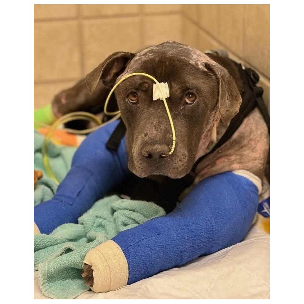 Donate to Alf | Support animal welfare with CUDDLY