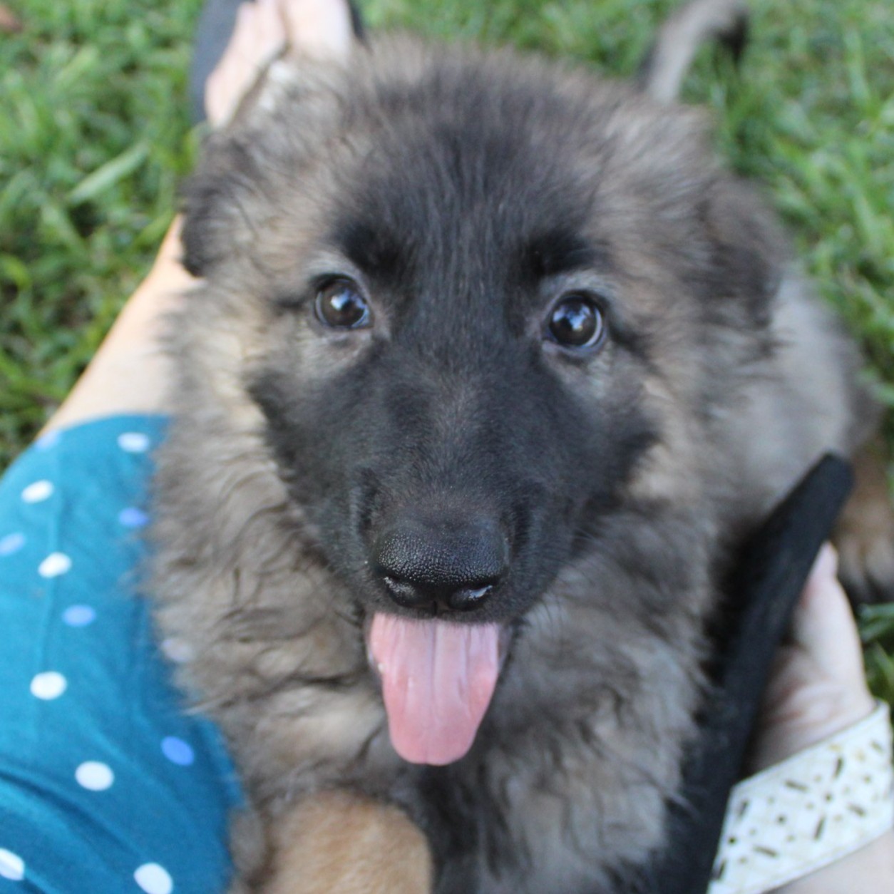 Donate to Teddy | Support animal welfare with CUDDLY