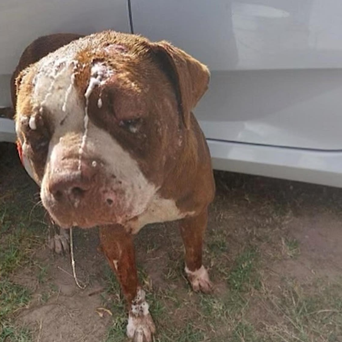 Donate to Tango | Support animal welfare with CUDDLY