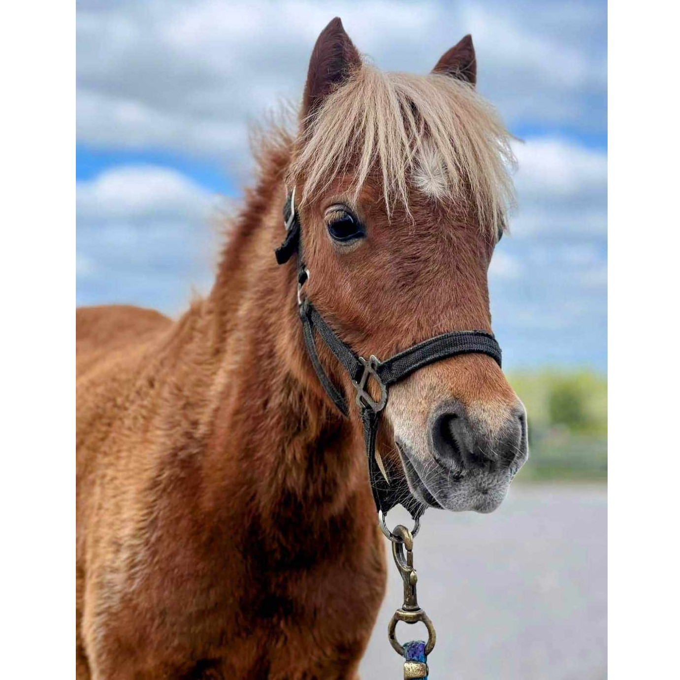 Donate to Horses In Need | Support animal welfare with CUDDLY