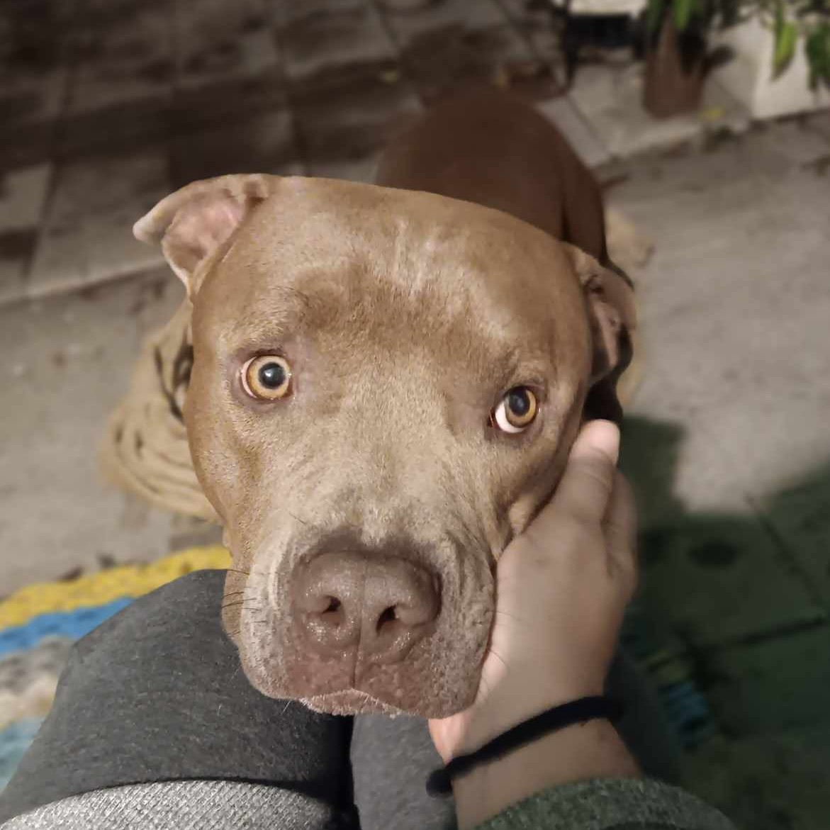 Donate to Ember | Support animal welfare with CUDDLY