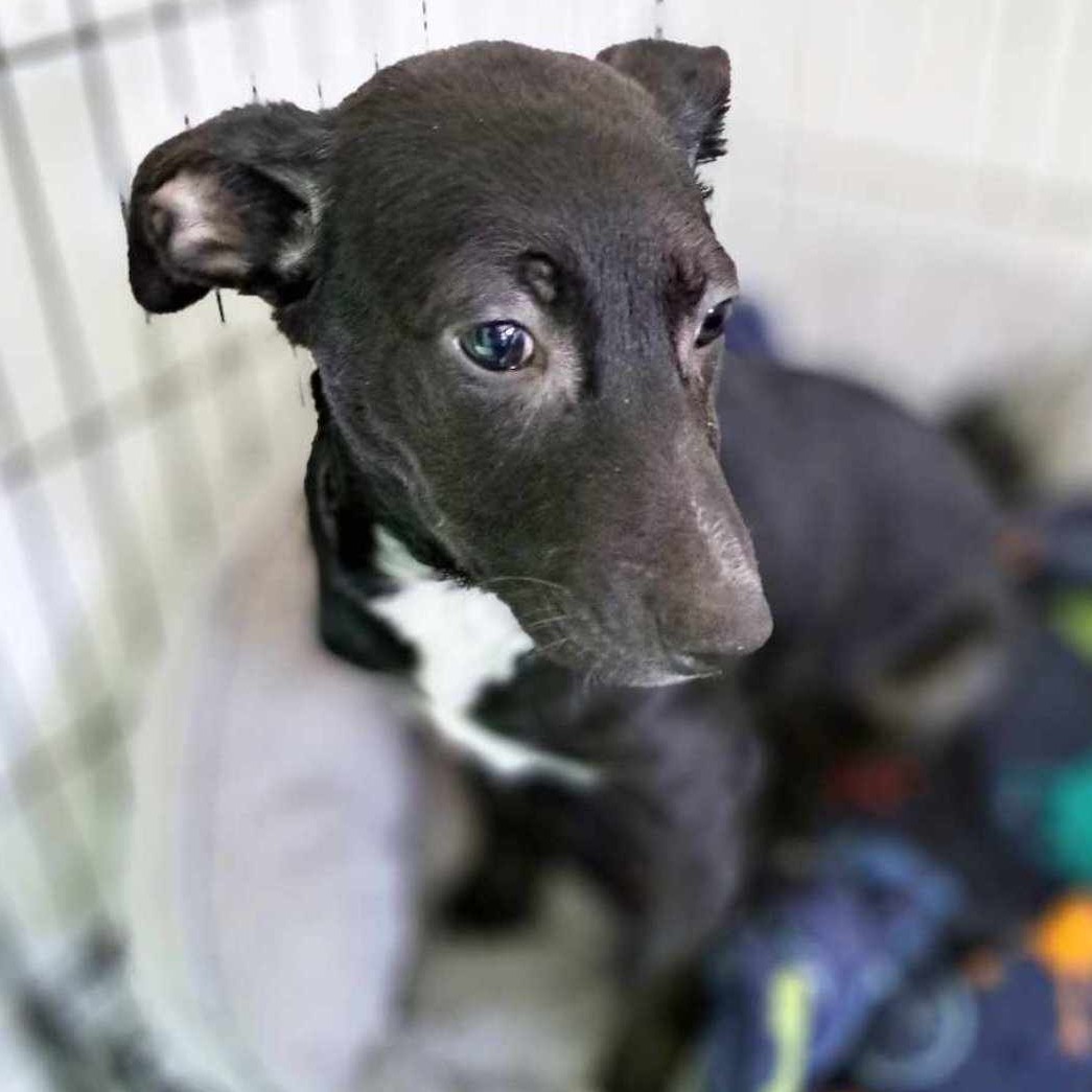 Donate to These Dogs In Need | Support animal welfare with CUDDLY