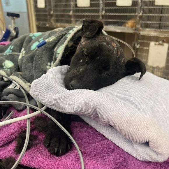 Donate to Winnie | Support animal welfare with CUDDLY