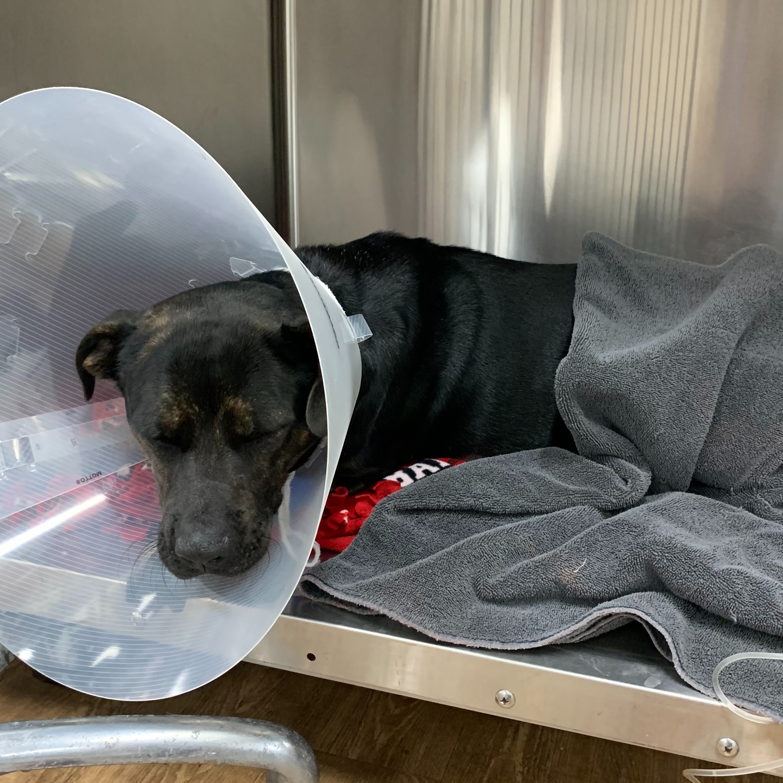 Donate to Joanna | Support animal welfare with CUDDLY