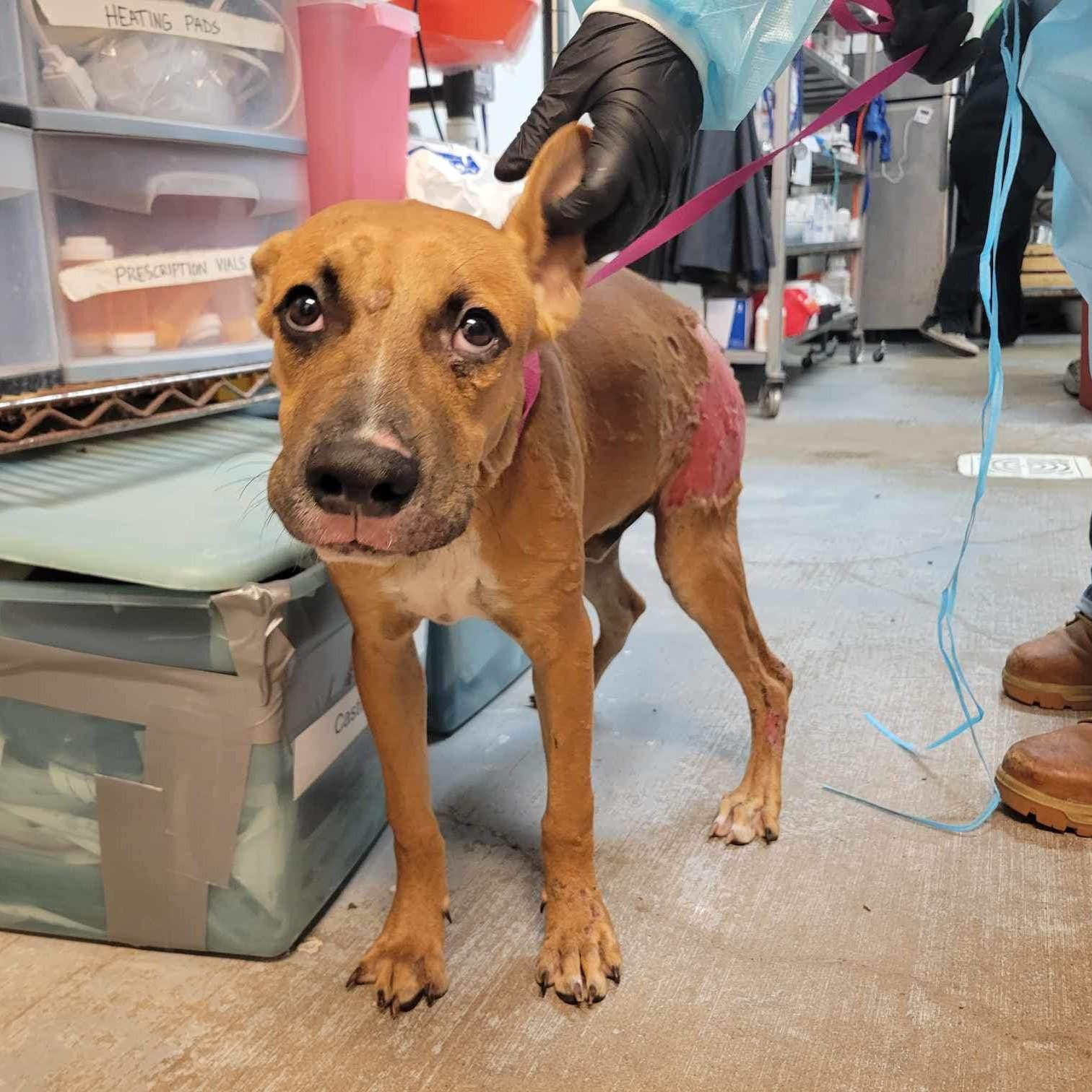 Donate to Vesper | Support animal welfare with CUDDLY