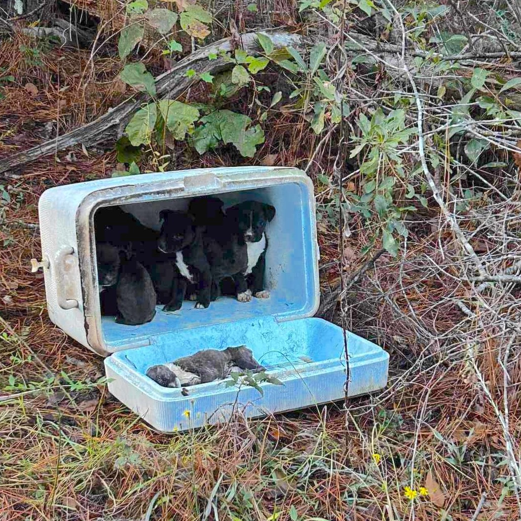 Donate to The Ice Chest Litter | Support animal welfare with CUDDLY