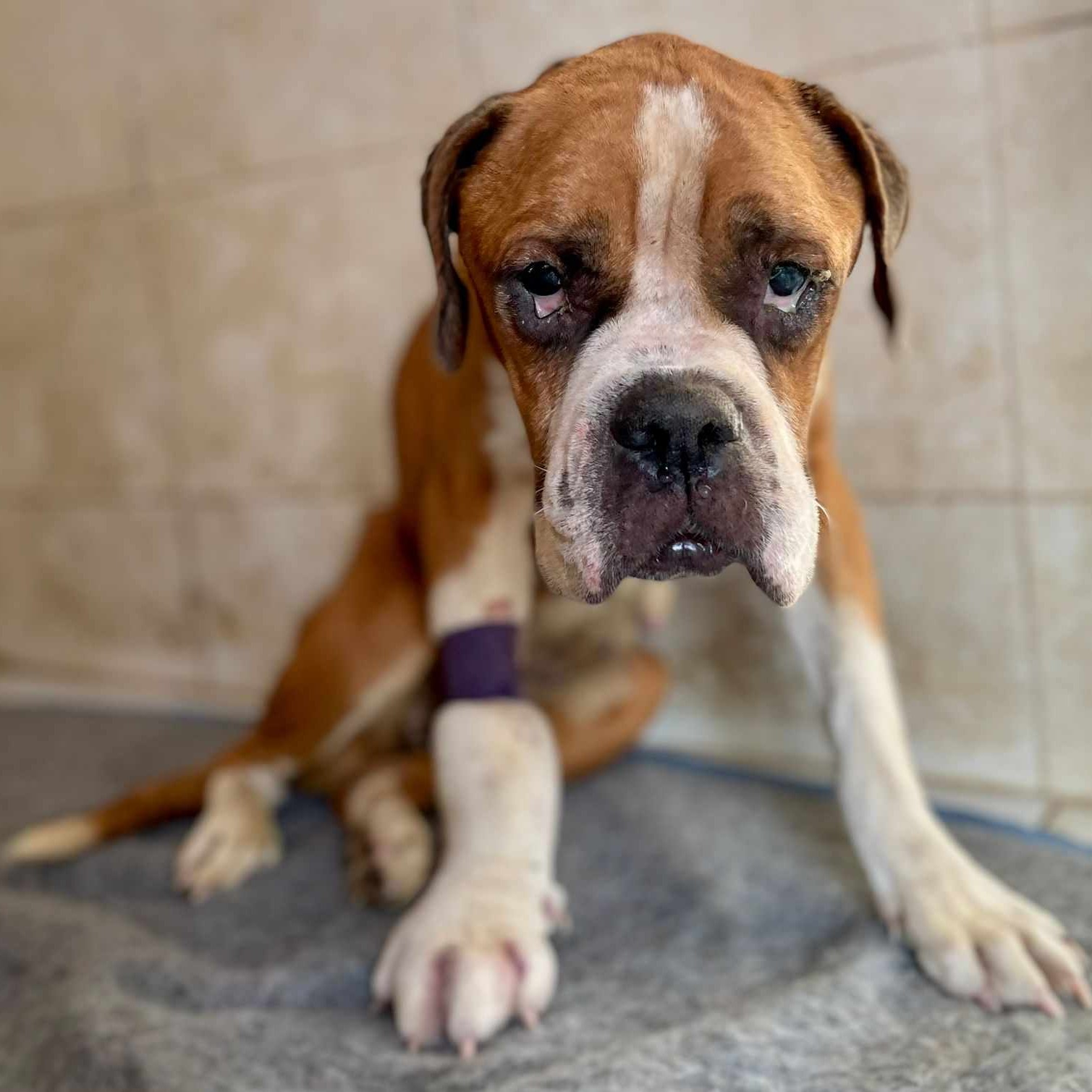 Donate to Emily | Support animal welfare with CUDDLY