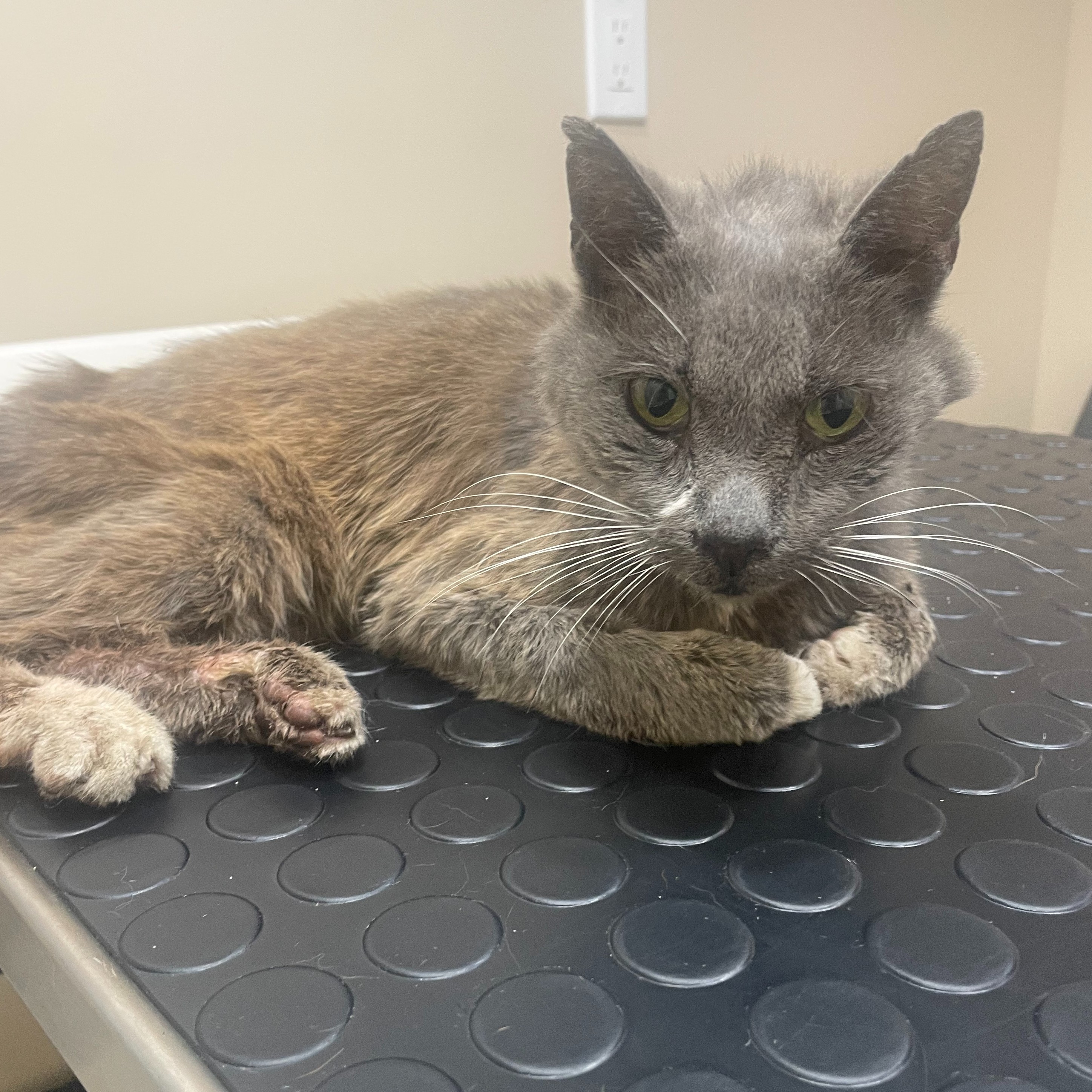 Donate to Harrison | Support animal welfare with CUDDLY