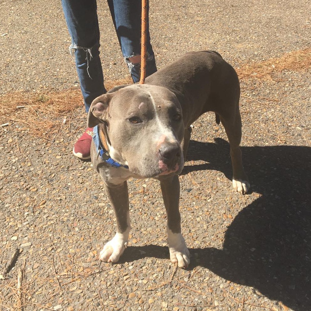 Donate to Our Community Dogs | Support animal welfare with CUDDLY