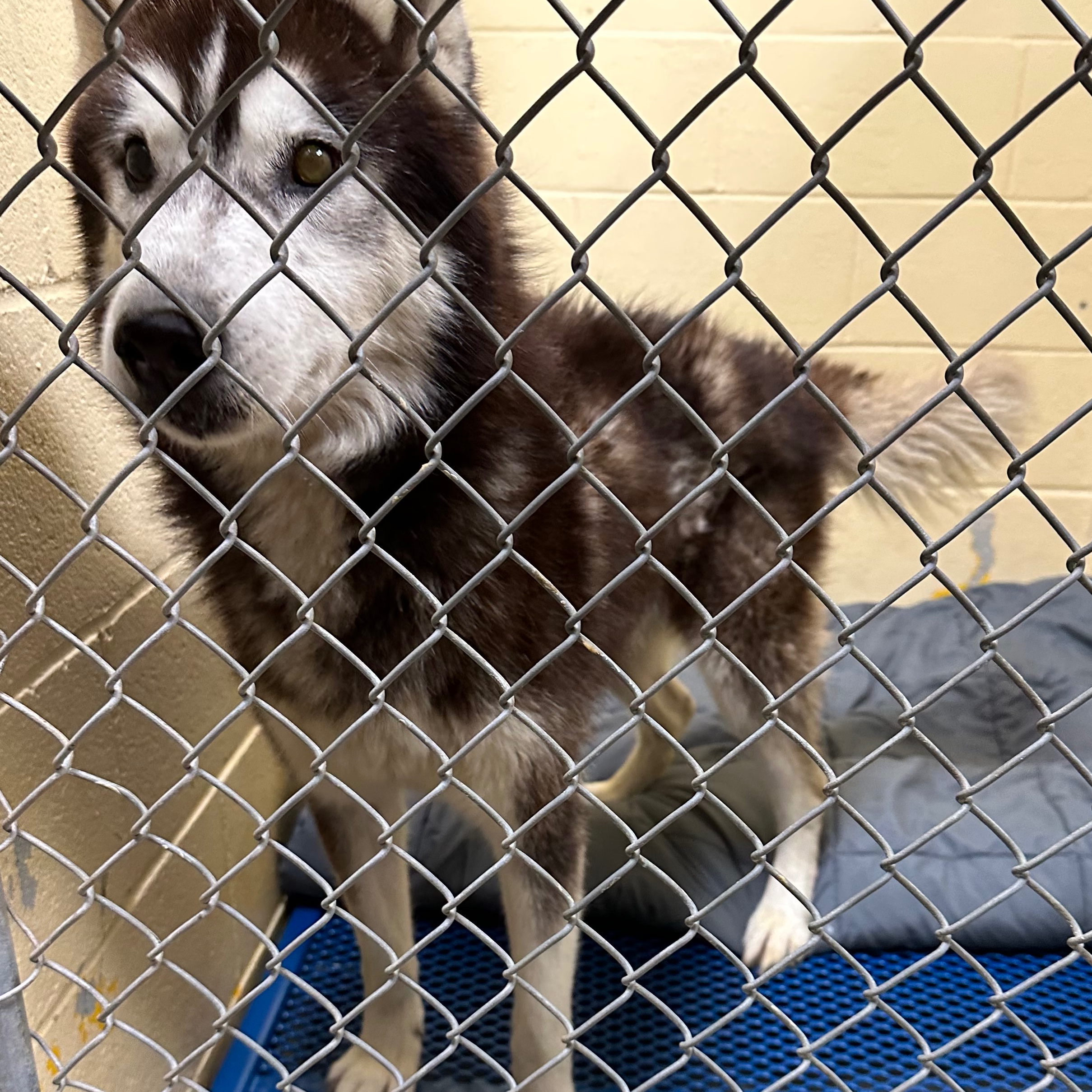 Donate to Duke | Support animal welfare with CUDDLY