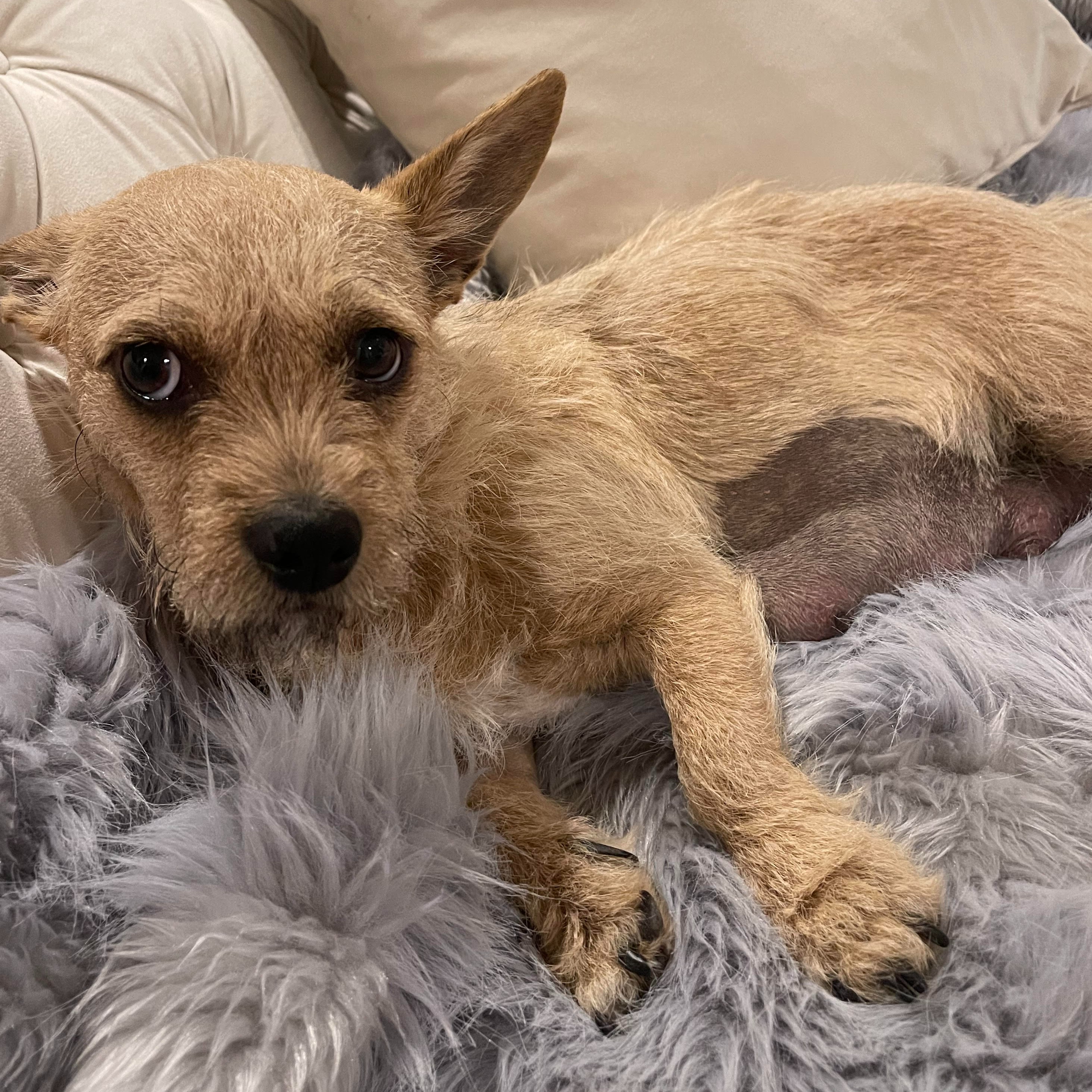 Donate to Coco | Support animal welfare with CUDDLY