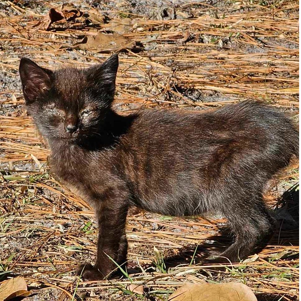 Donate to 13 Suffering Cats | Support animal welfare with CUDDLY