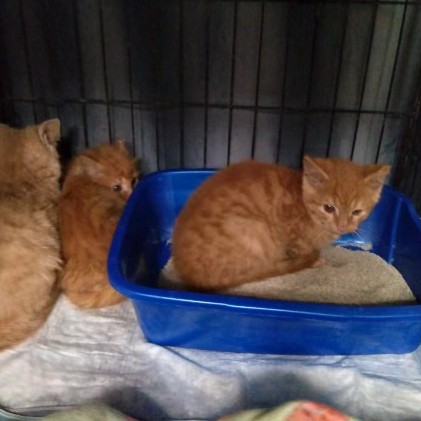 Donate to Cranesville Cat Colony | Support animal welfare with CUDDLY