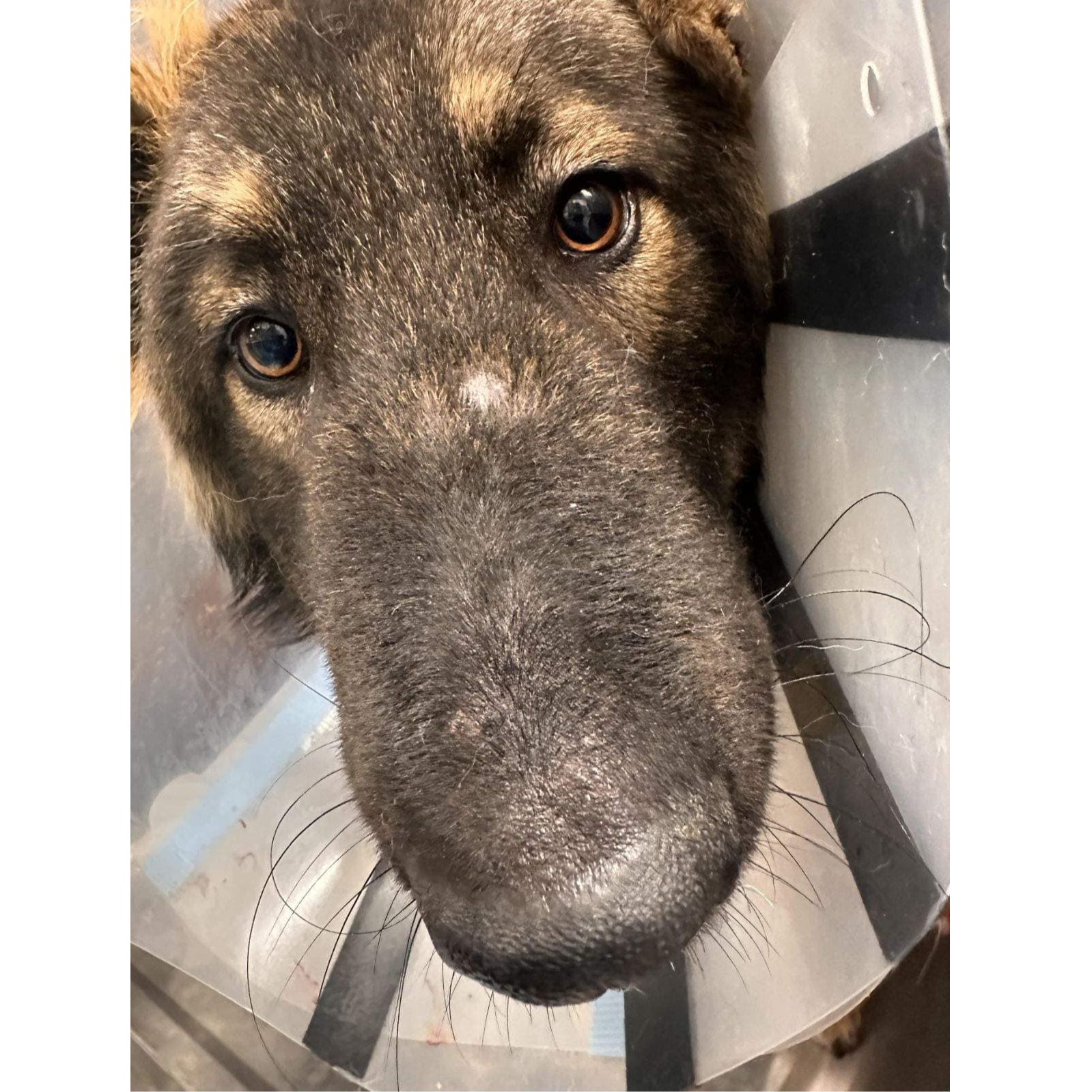 Donate to Teddy | Support animal welfare with CUDDLY