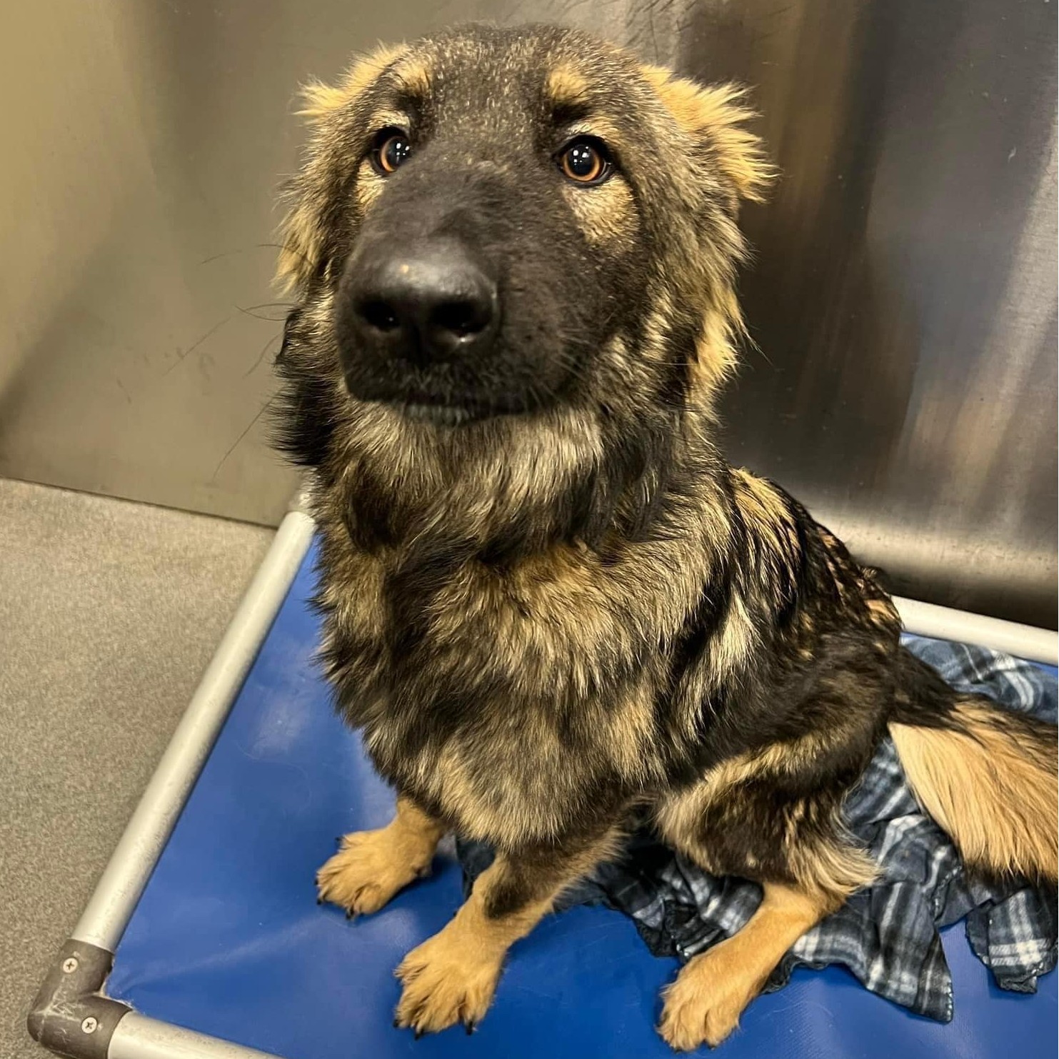 Donate to Teddy | Support animal welfare with CUDDLY