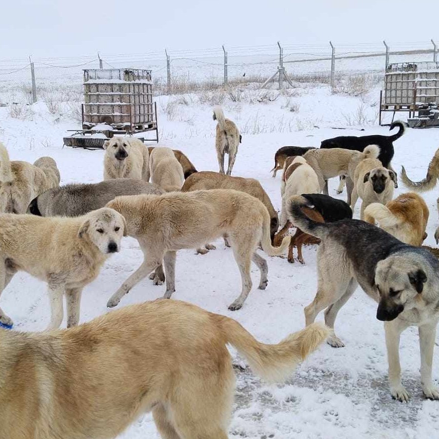 Donate to These Abandoned Turkish Dogs | Support animal welfare with CUDDLY
