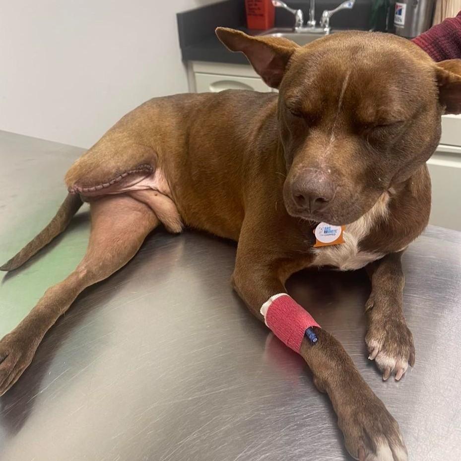 Donate to Bubba | Support animal welfare with CUDDLY