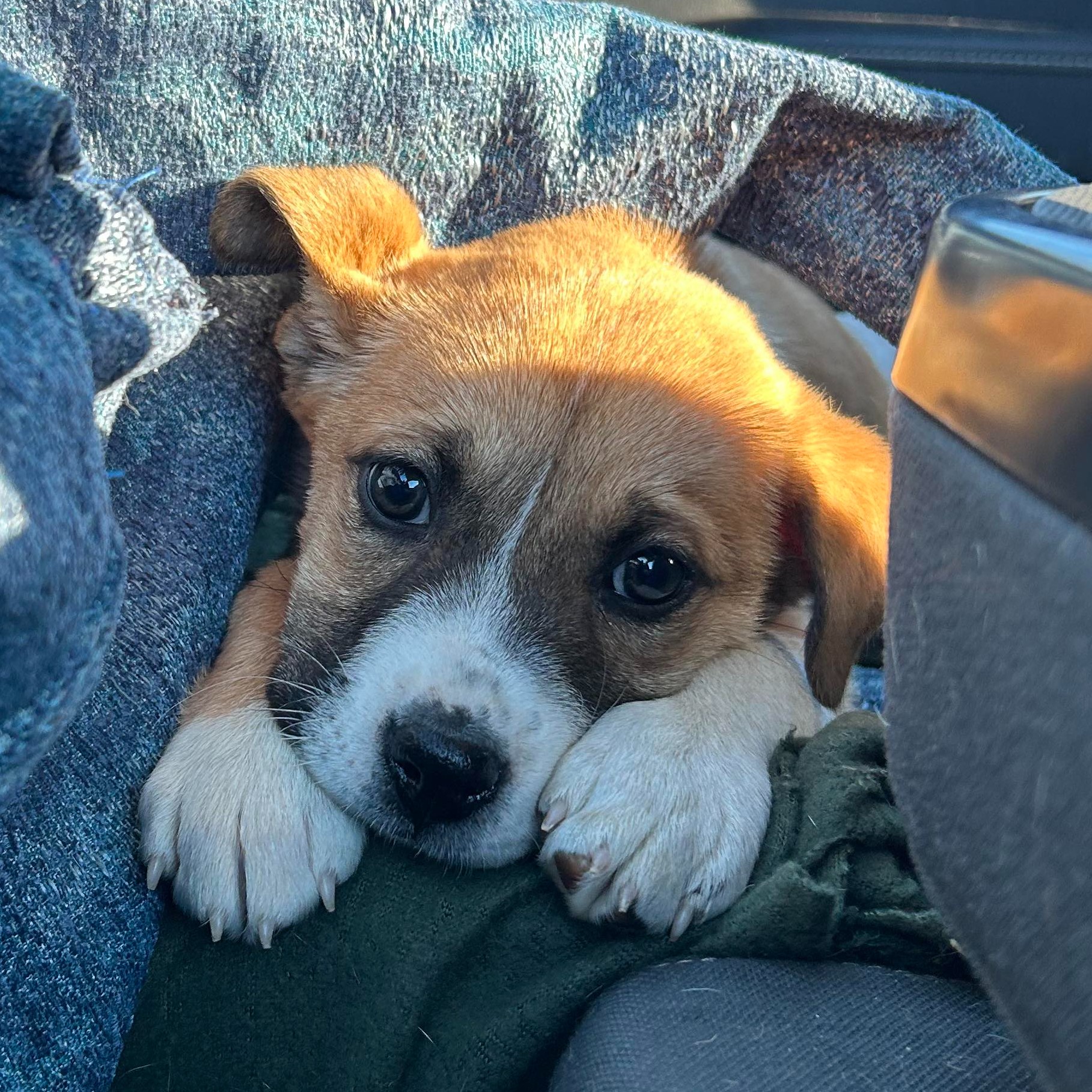 Donate to Gidget | Support animal welfare with CUDDLY