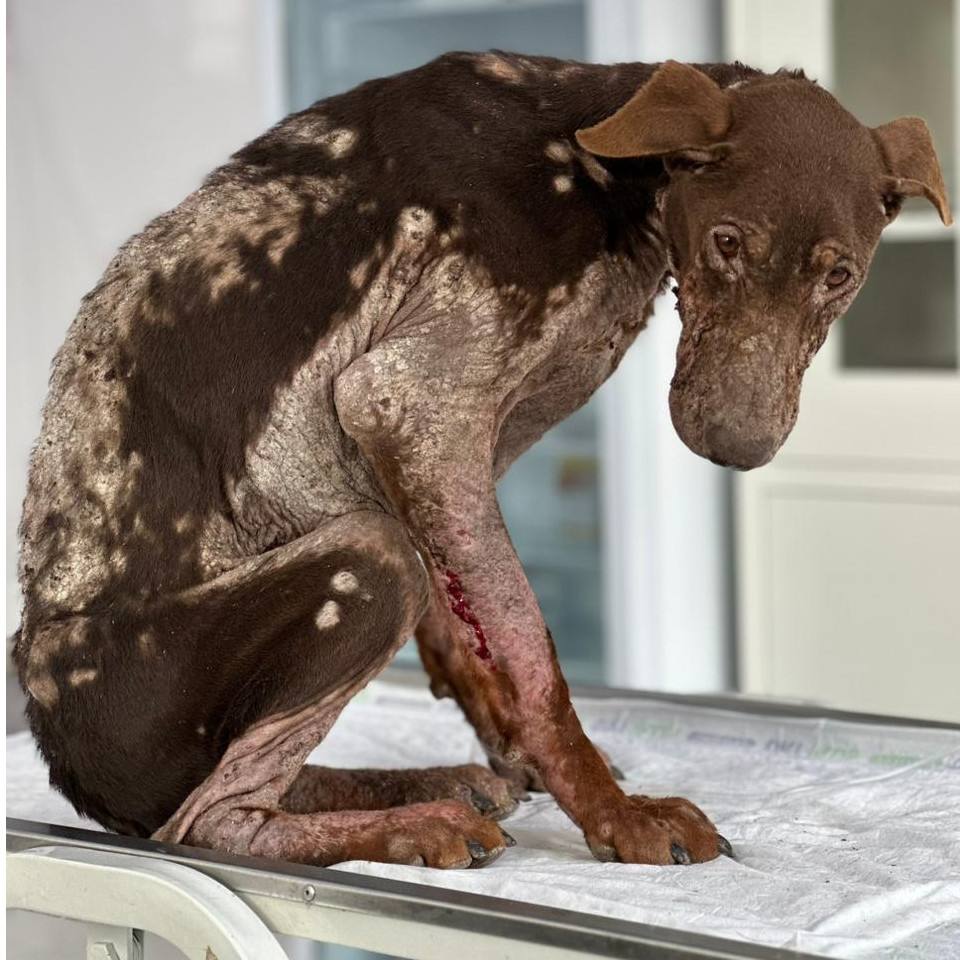 Donate to Leah | Support animal welfare with CUDDLY